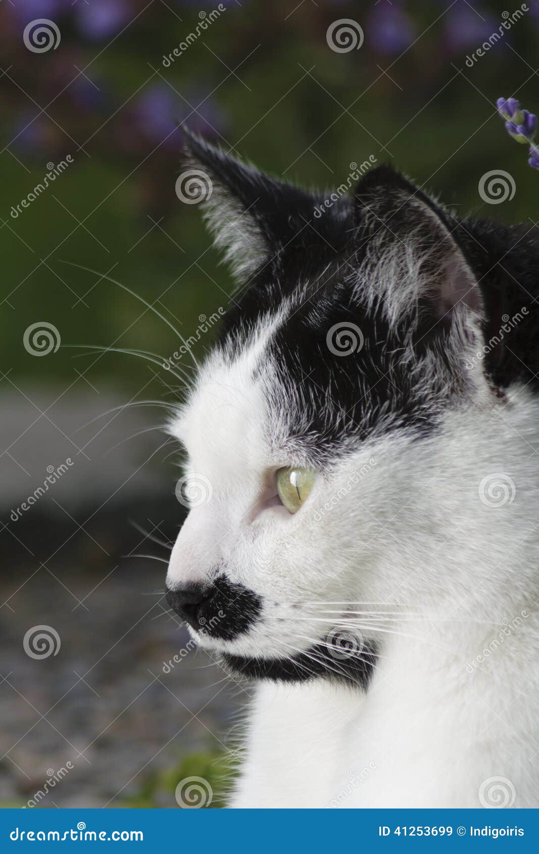 Cat Profile stockbild. Bild von haustier, neugierig, schwarzes - 41253699