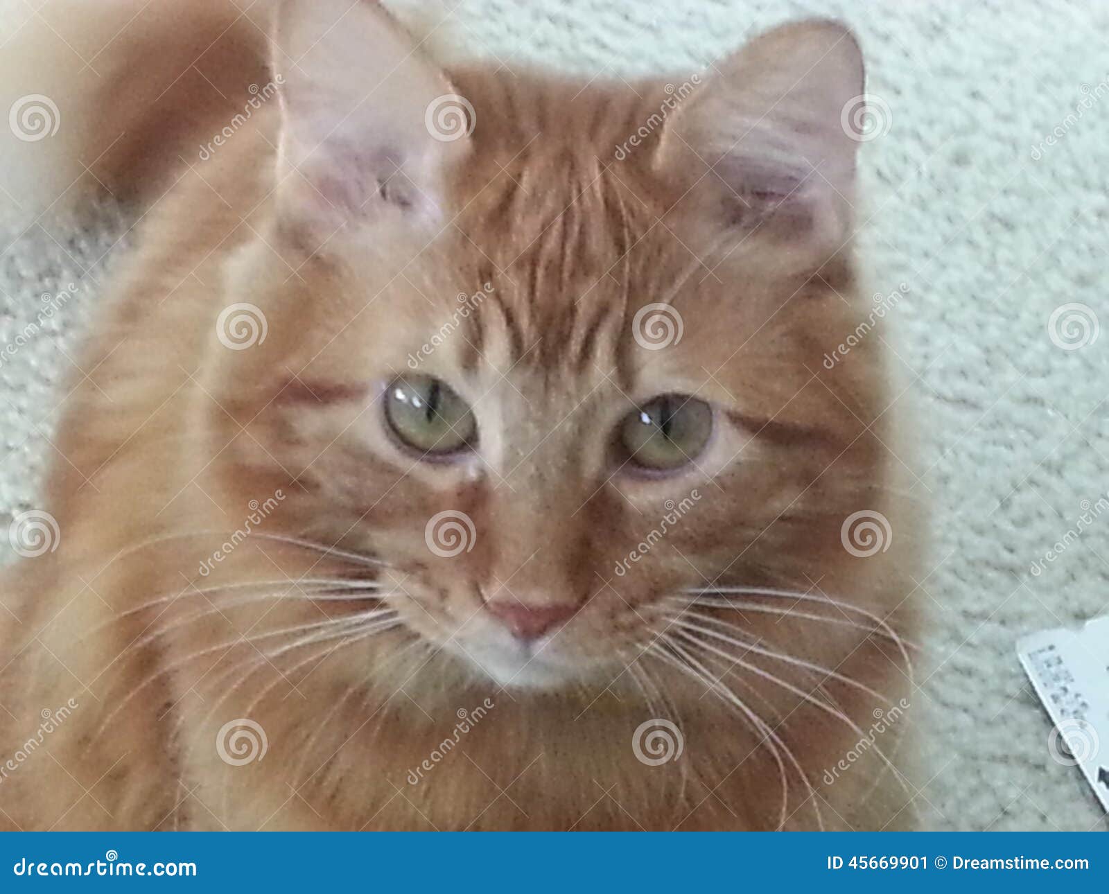 Cat Profile fotografering för bildbyråer. Bild av gulligt - 45669901