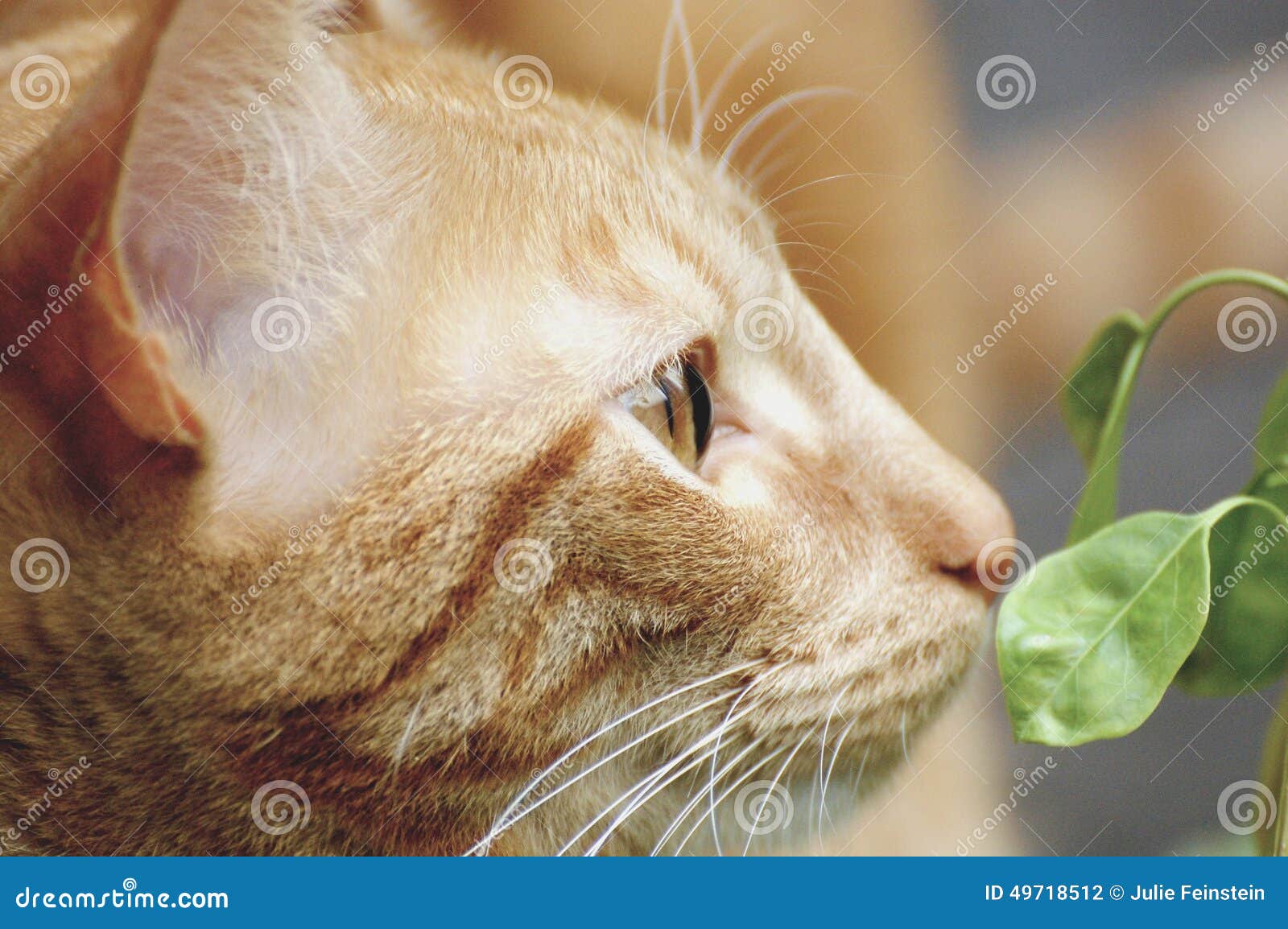 Cat Profile stock foto. Image of huisdier, haar, verkennen - 49718512