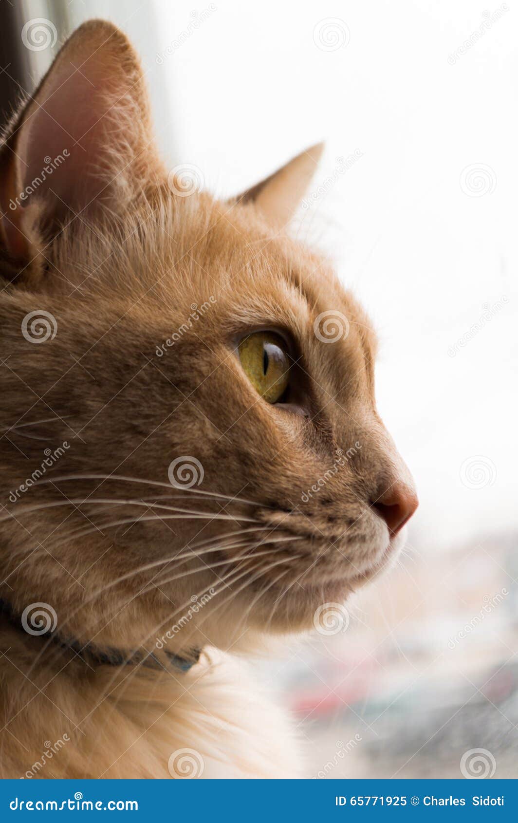 Cat Profile stock afbeelding. Image of profiel, ogen - 65771925