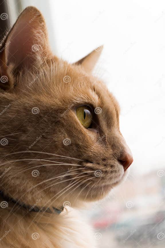 Cat Profile stock afbeelding. Image of profiel, ogen - 65771925