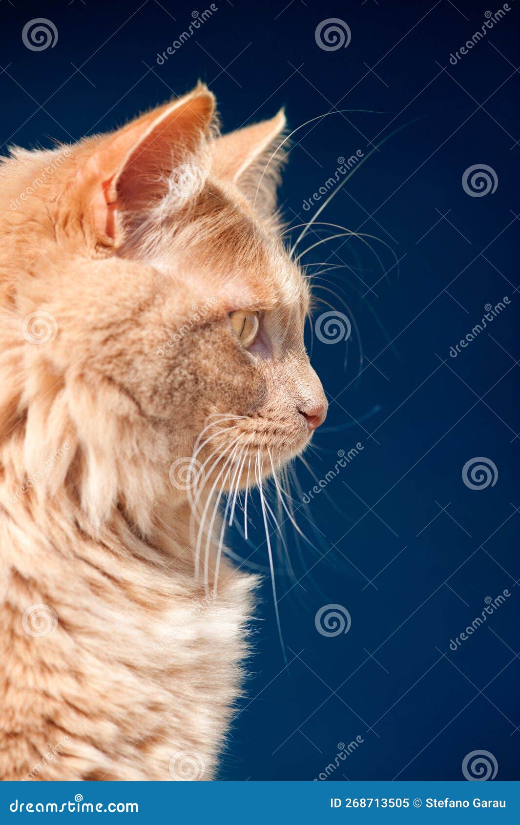 Cat Profile on Blue Gradient Background. Stock Image - Image of ...