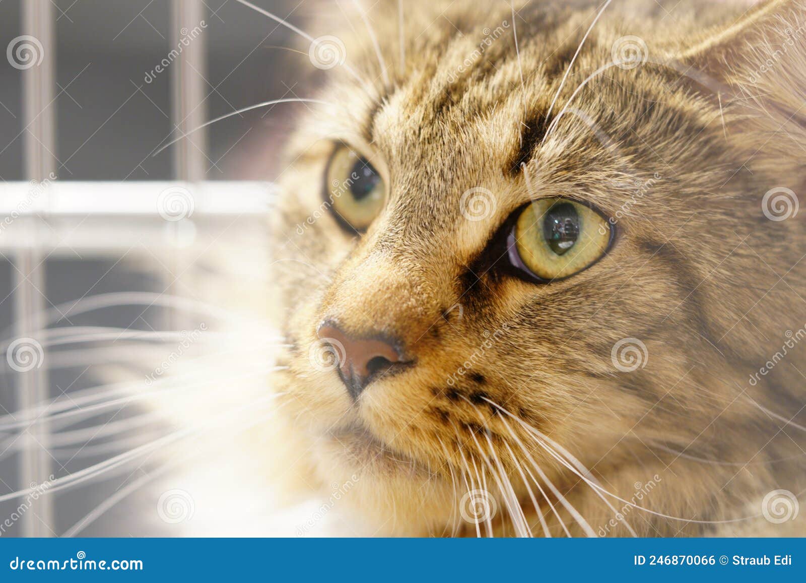Cat profile at Expo stock photo. Image of wildlife, wildcat - 246870066