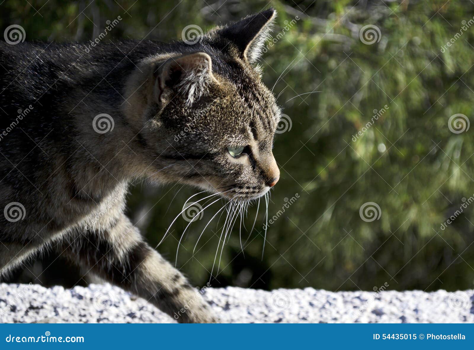 Cat profile stock image. Image of female, light, outside - 54435015