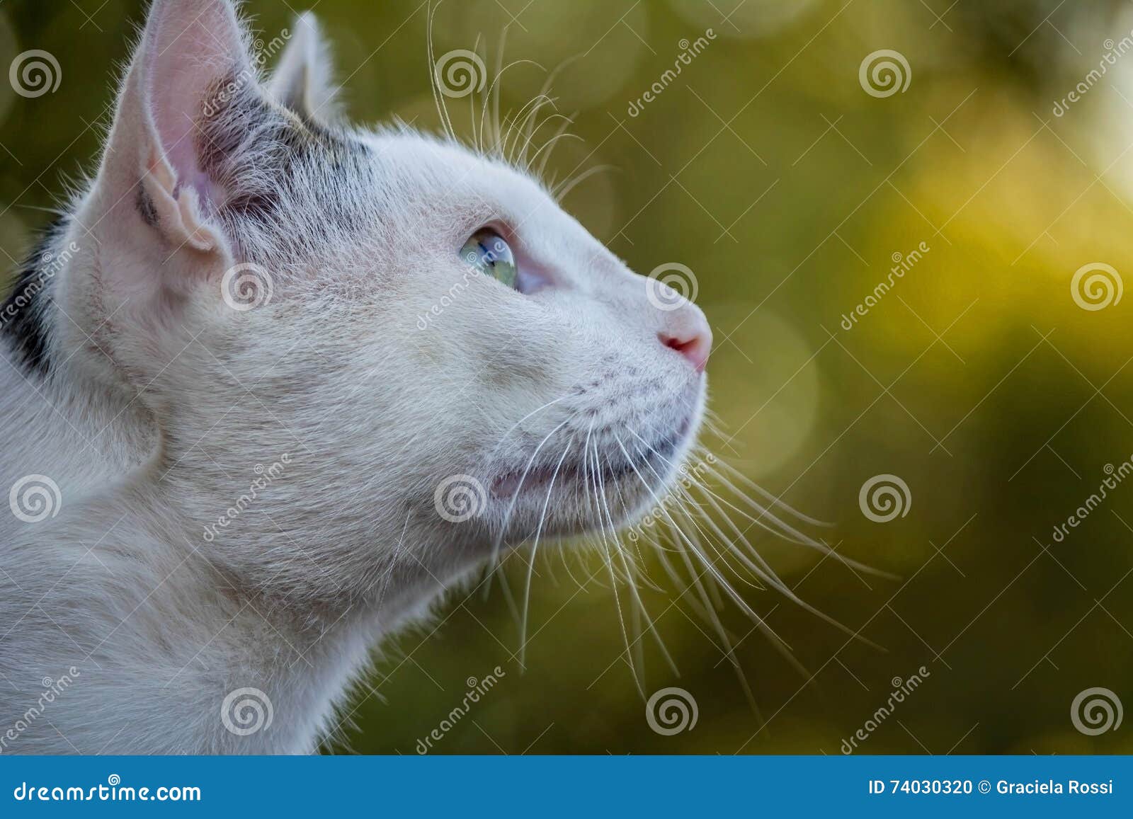 Cat profile view stock photo. Image of green, kitty, young - 74030320