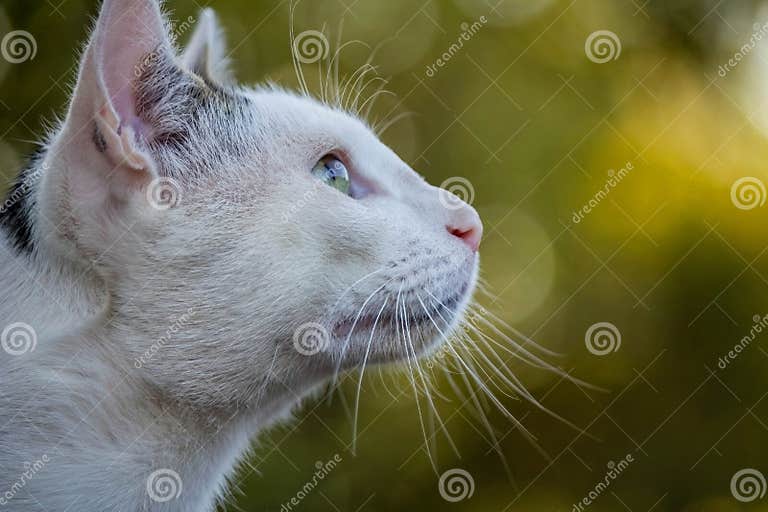 Cat profile view stock photo. Image of green, kitty, young - 74030320