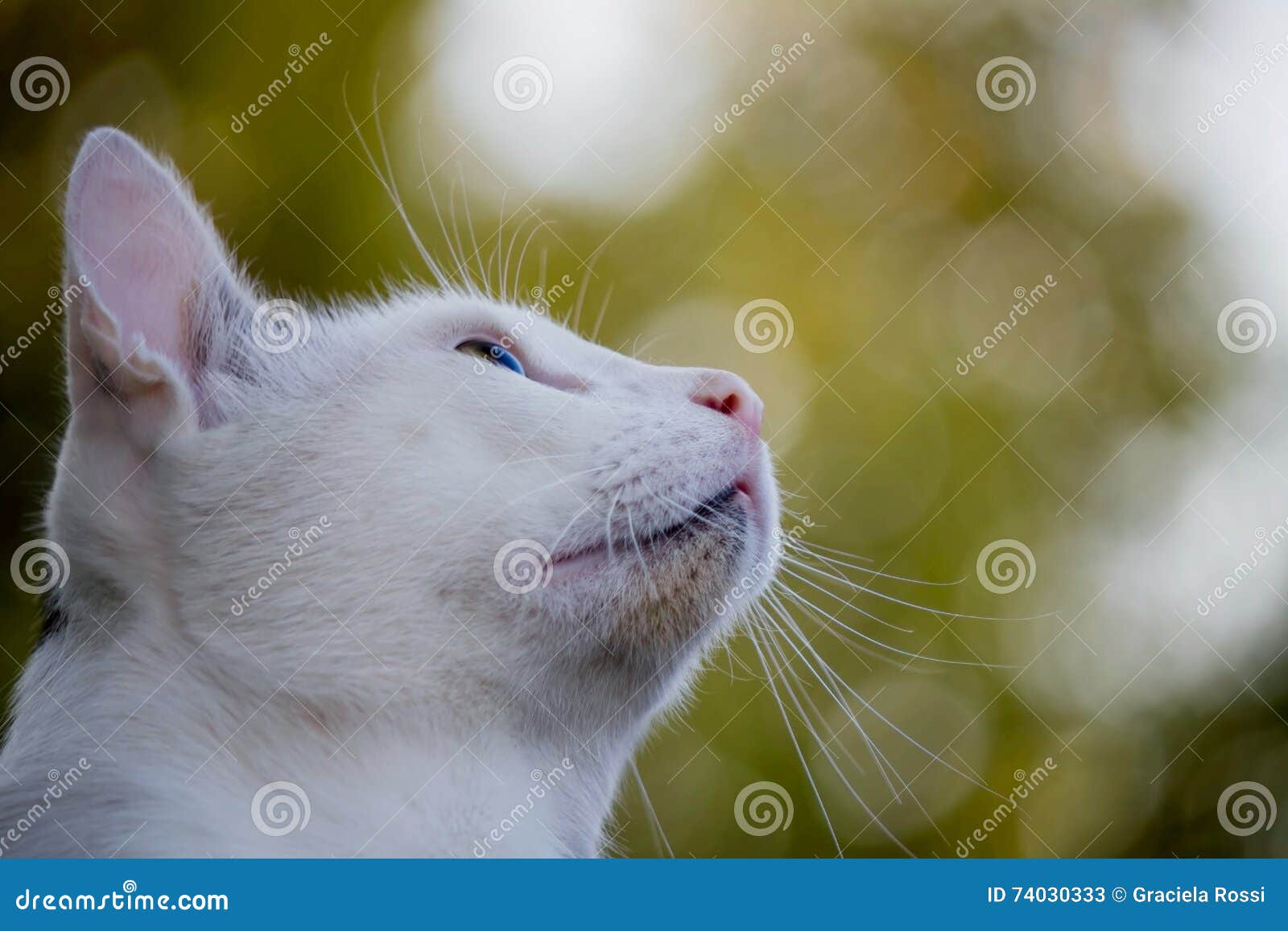 Cat profile view stock image. Image of cute, reflection - 74030333