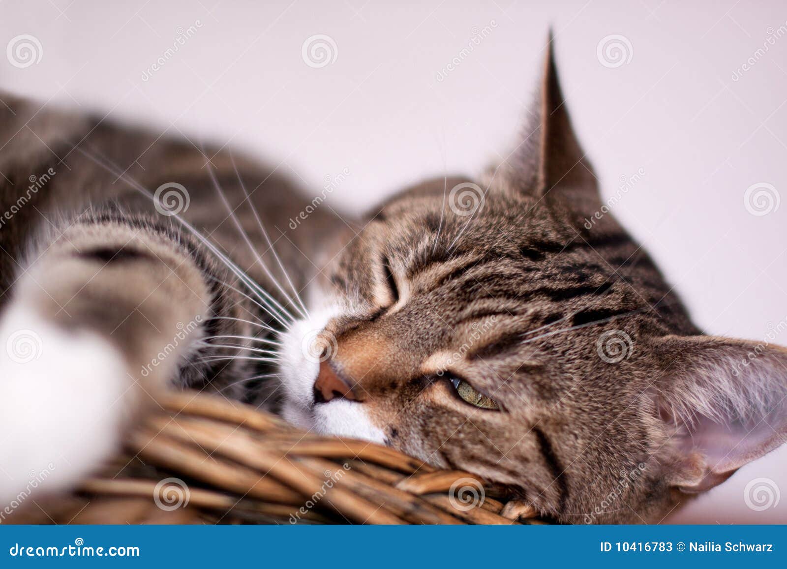 Cat Protrait of a Common European House Cat Stock Image - Image of ...
