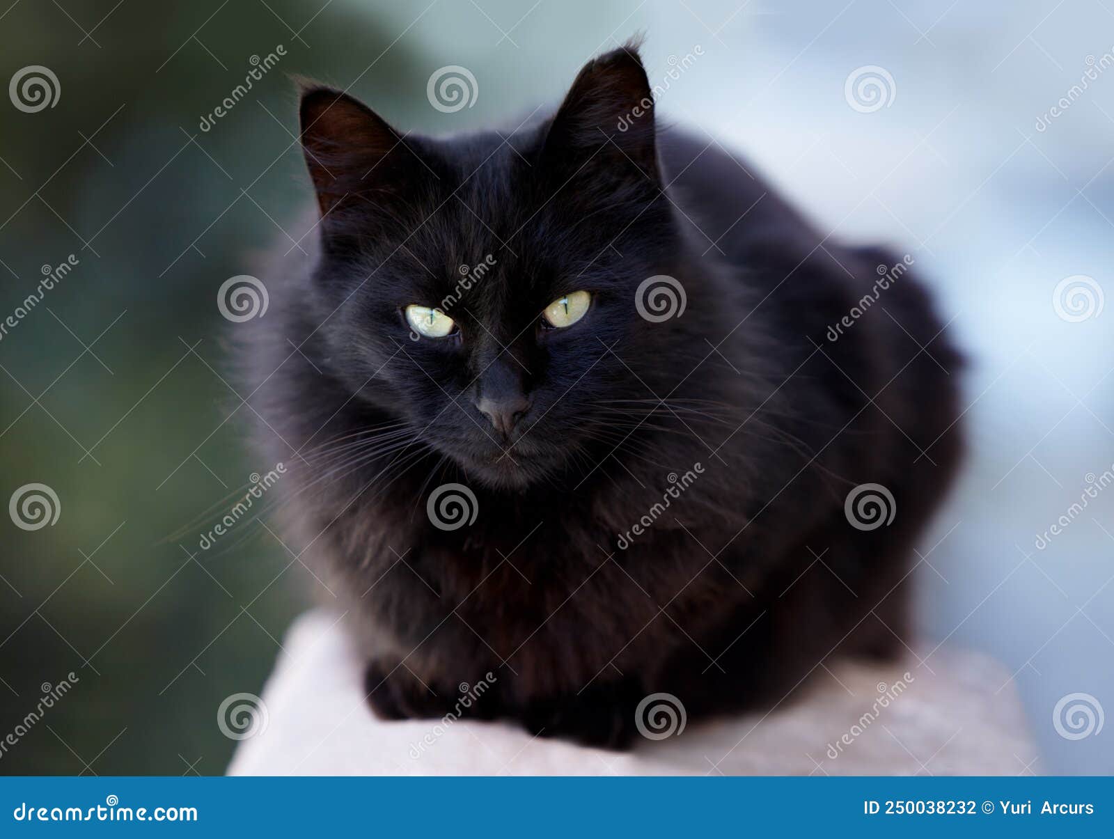 Cat on the Prowl. a Black Cat Looking at You. Stock Photo - Image of ...
