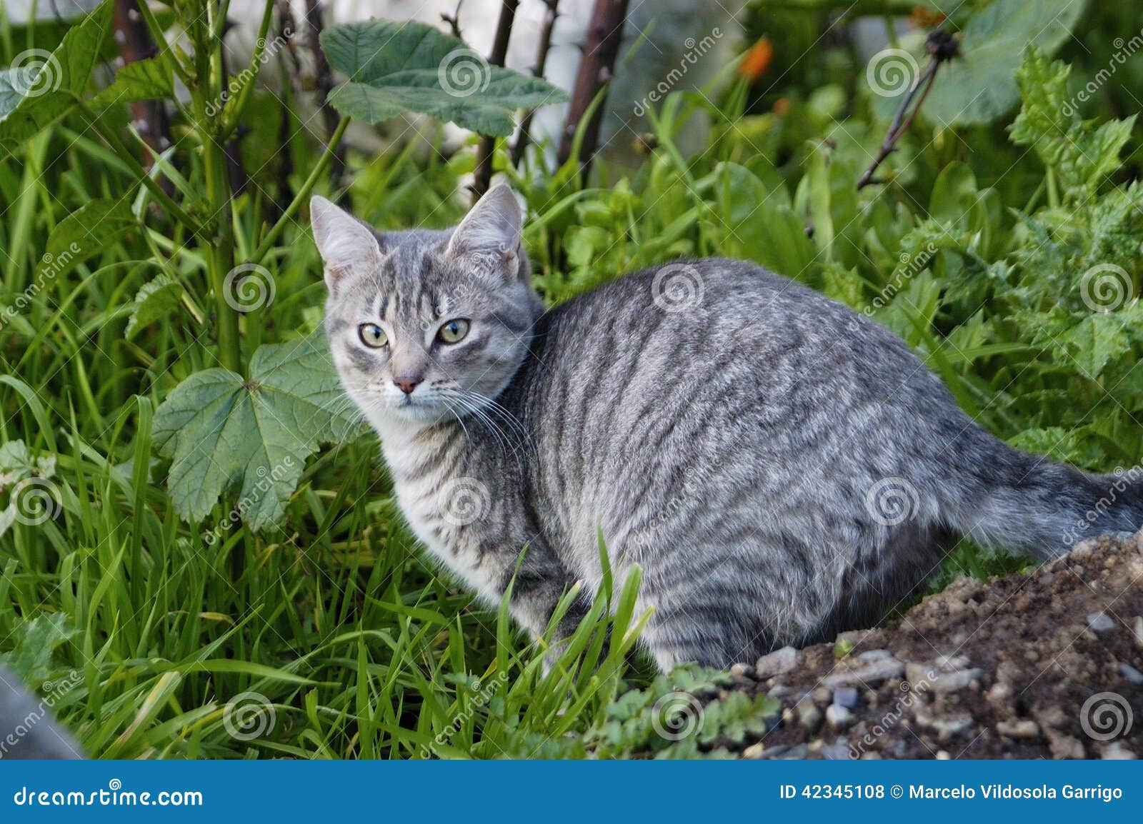 Cat on the prowl stock photo. Image of whiskers, looking - 42345108