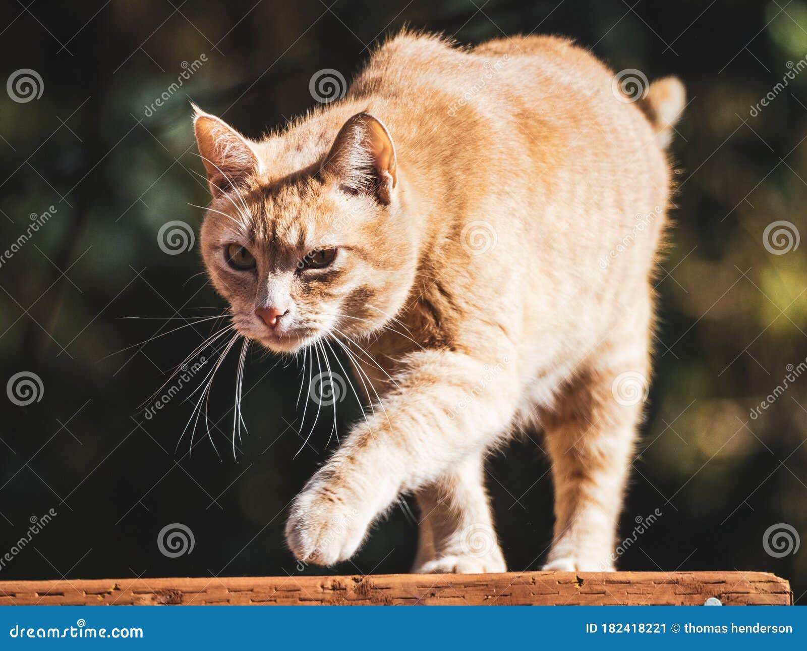 A Cat on the Prowl in My Backyard. Stock Image - Image of nose ...