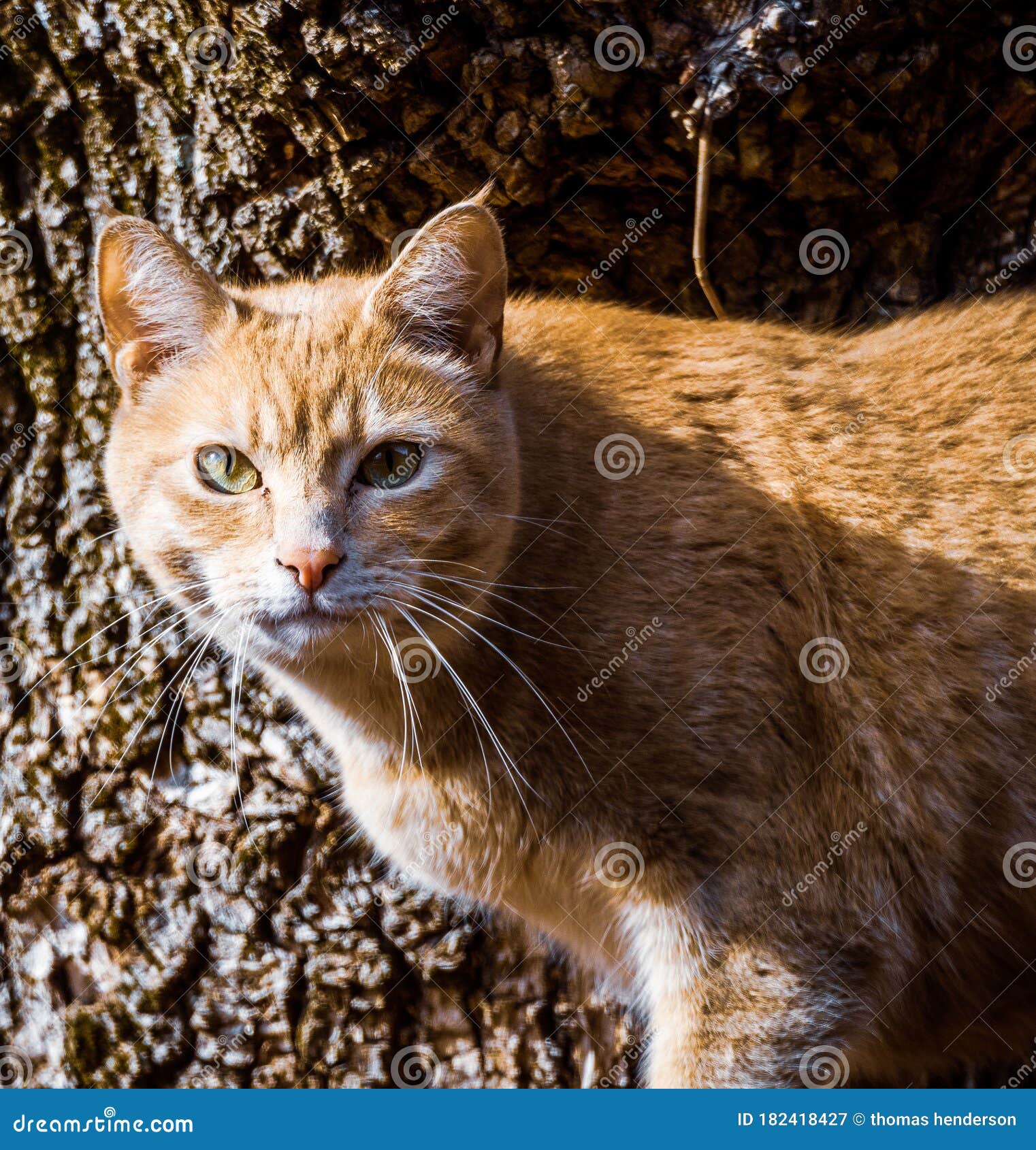 A Cat on the Prowl in My Backyard. Stock Image - Image of animal ...