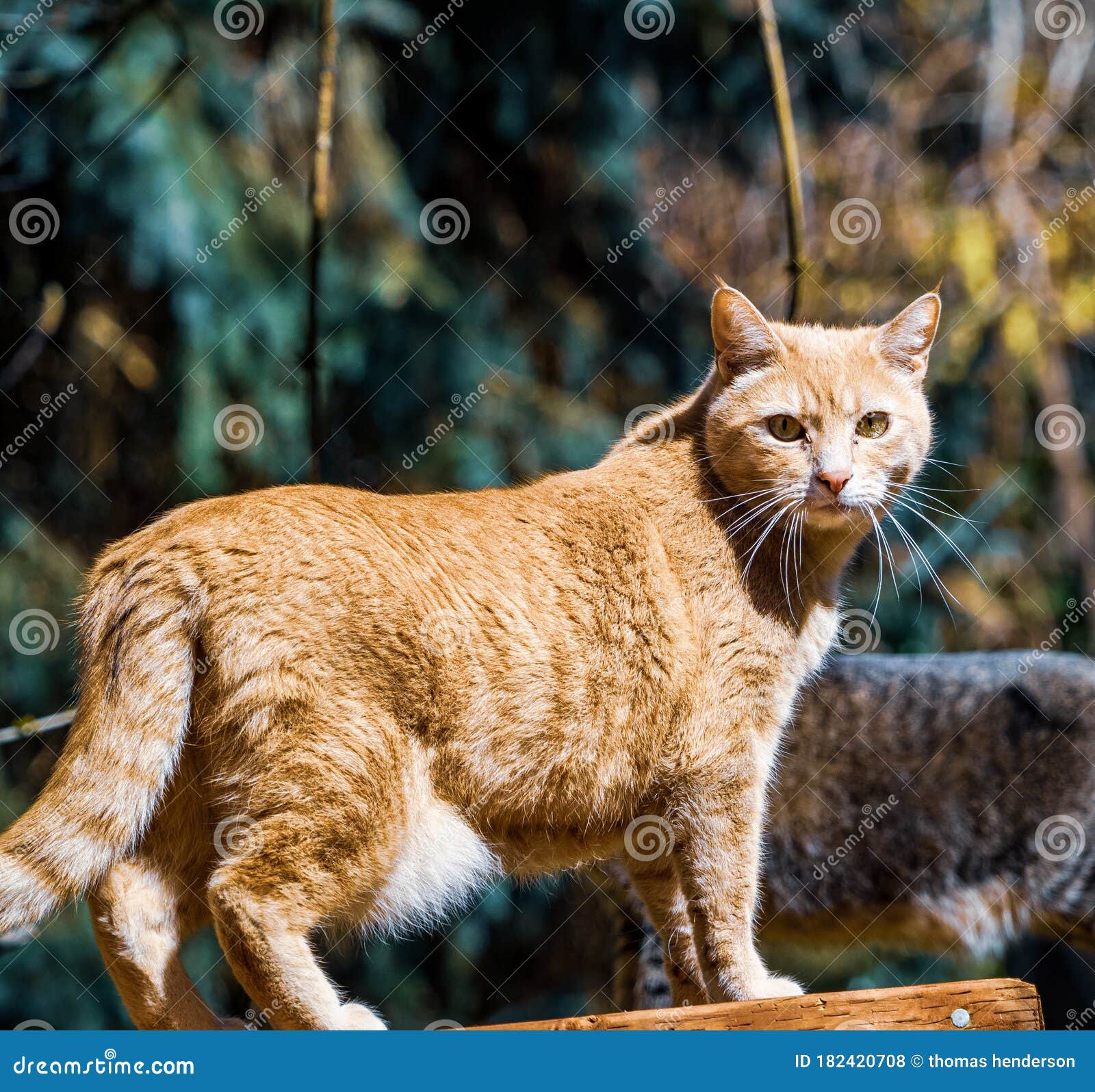 A Cat on the Prowl in My Backyard. Stock Photo - Image of plant ...