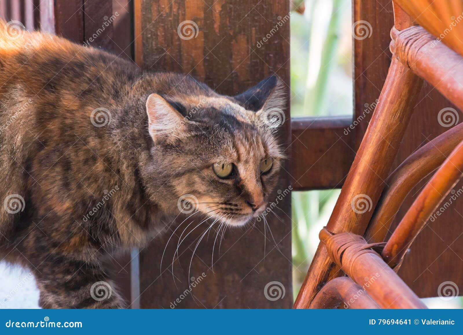 A cat on the prowl stock image. Image of mammal, animal - 79694641
