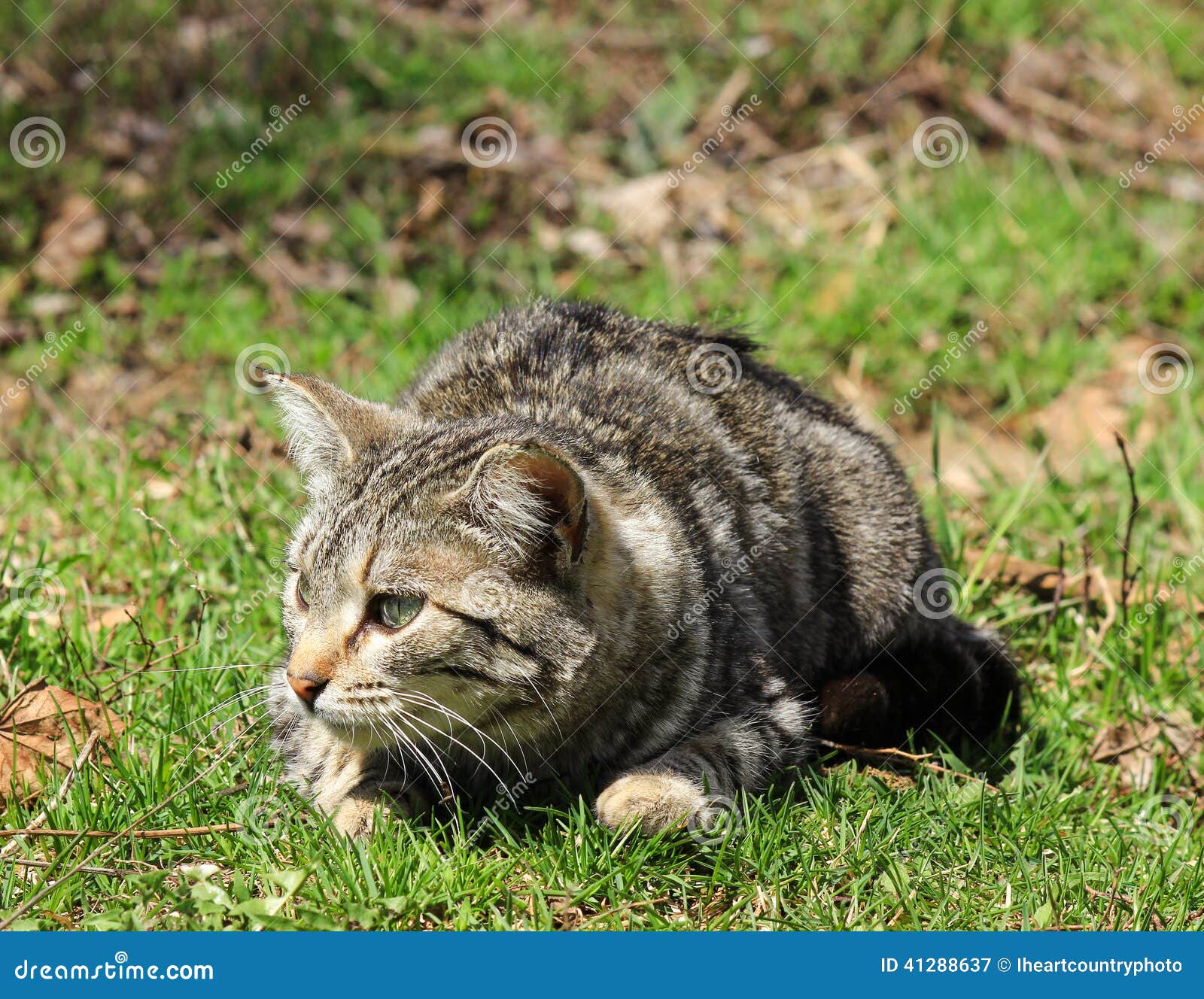 Cat on the Prowl stock image. Image of black, prowl, animal - 41288637