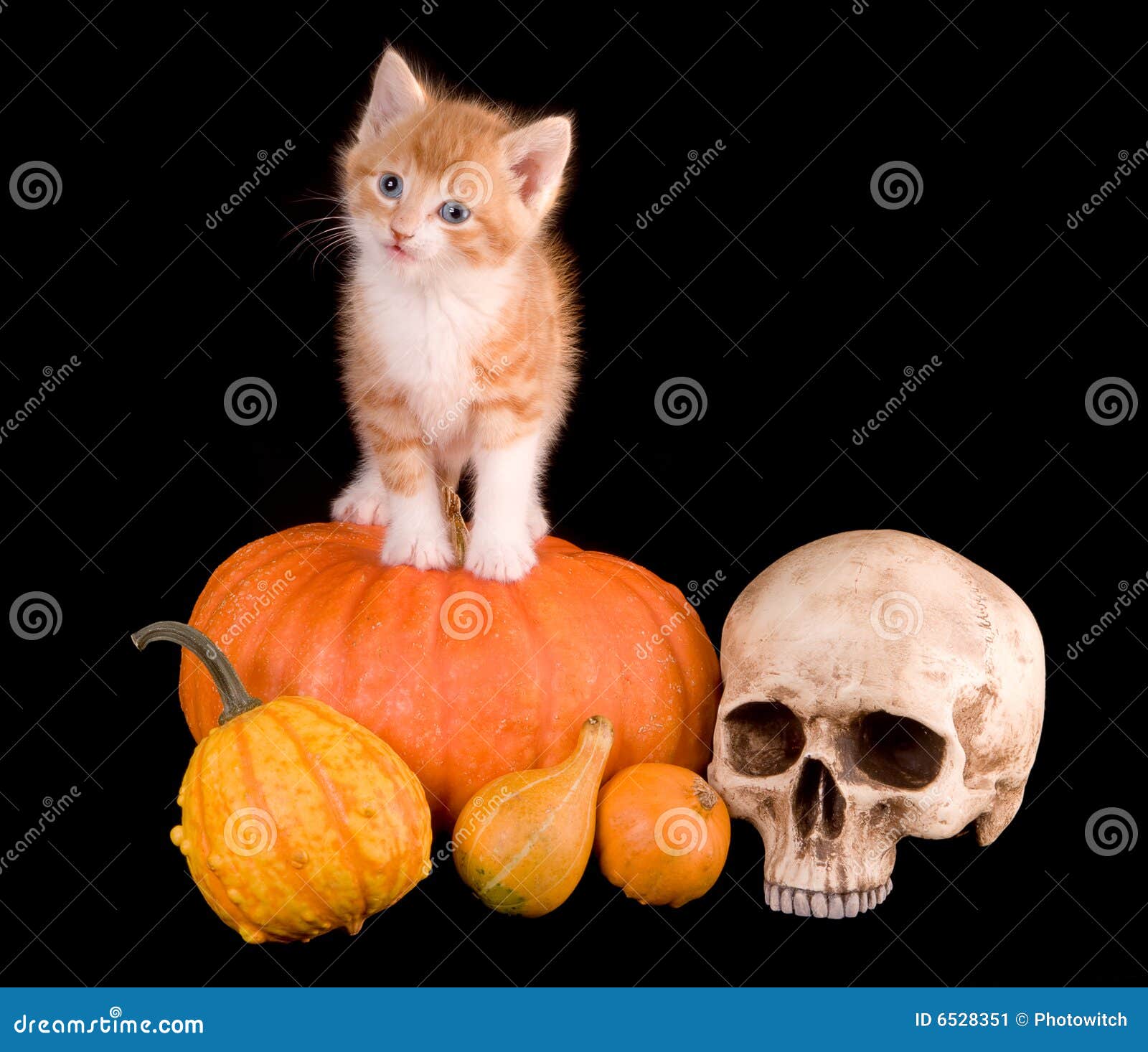 Cat on a pumpking stock image. Image of pumpkin, sweet - 6528351