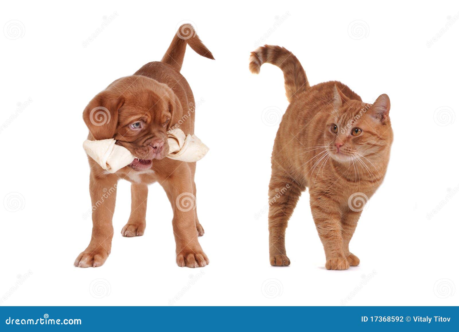 Absence Bone Stock Photos - Free & Royalty-Free Stock Photos from ...