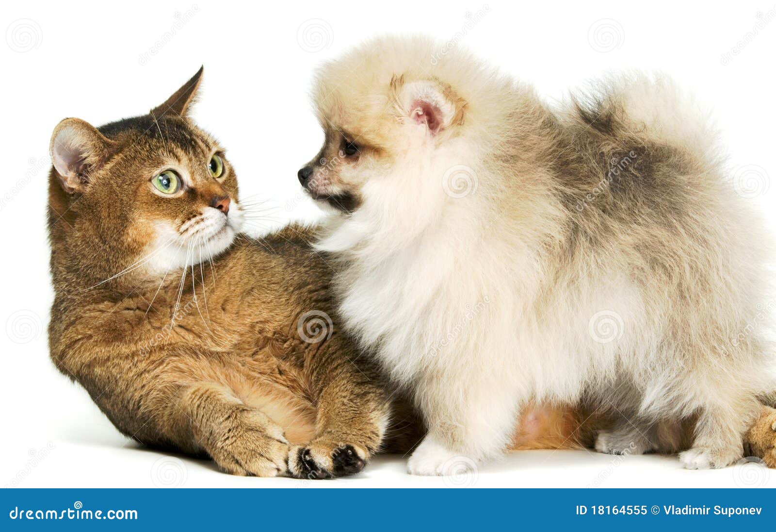 Cat and puppy stock image. Image of purebred, neutral - 18164555
