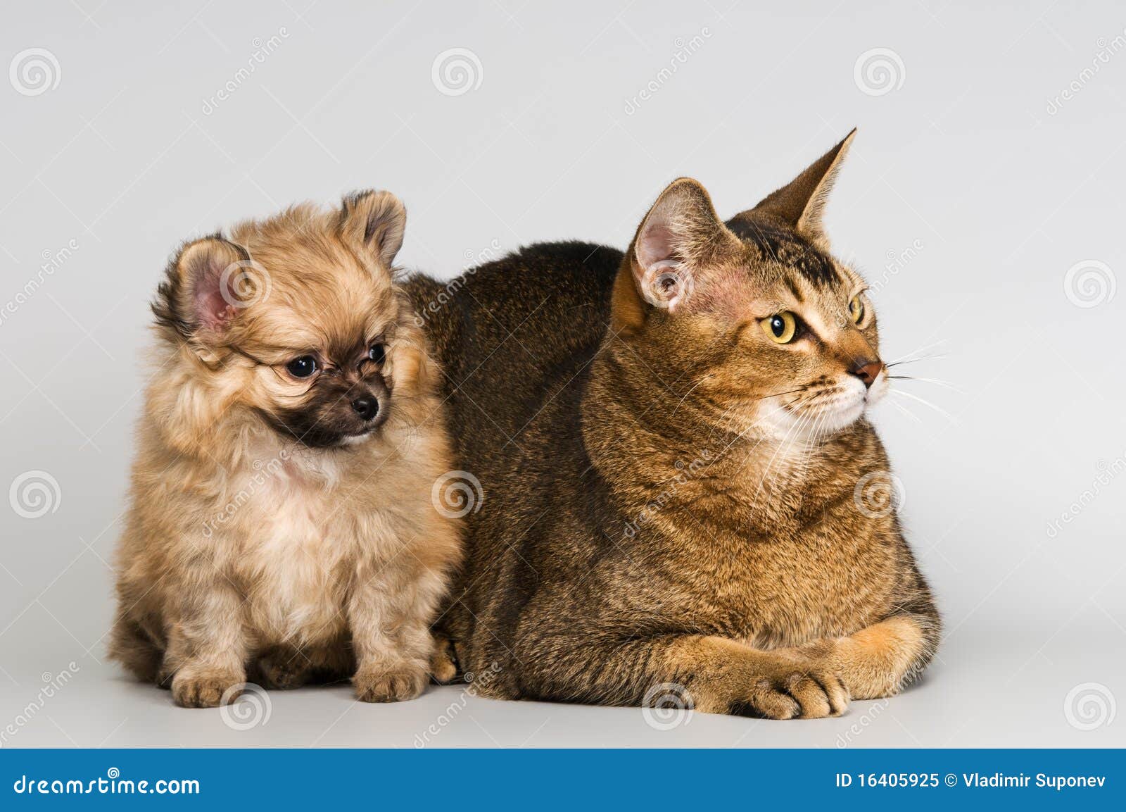 Cat and the Puppy of the Spitz-dog Stock Image - Image of cute ...