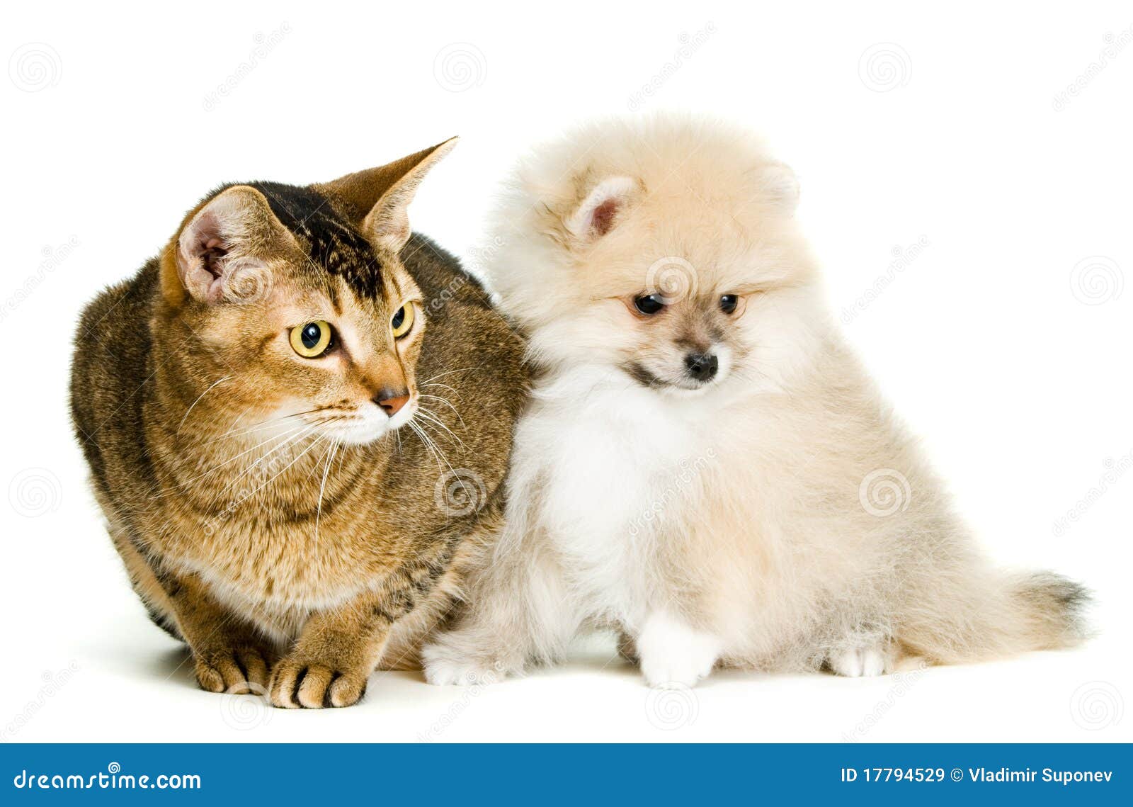 Cat and the Puppy of the Spitz-dog Stock Image - Image of isolated ...