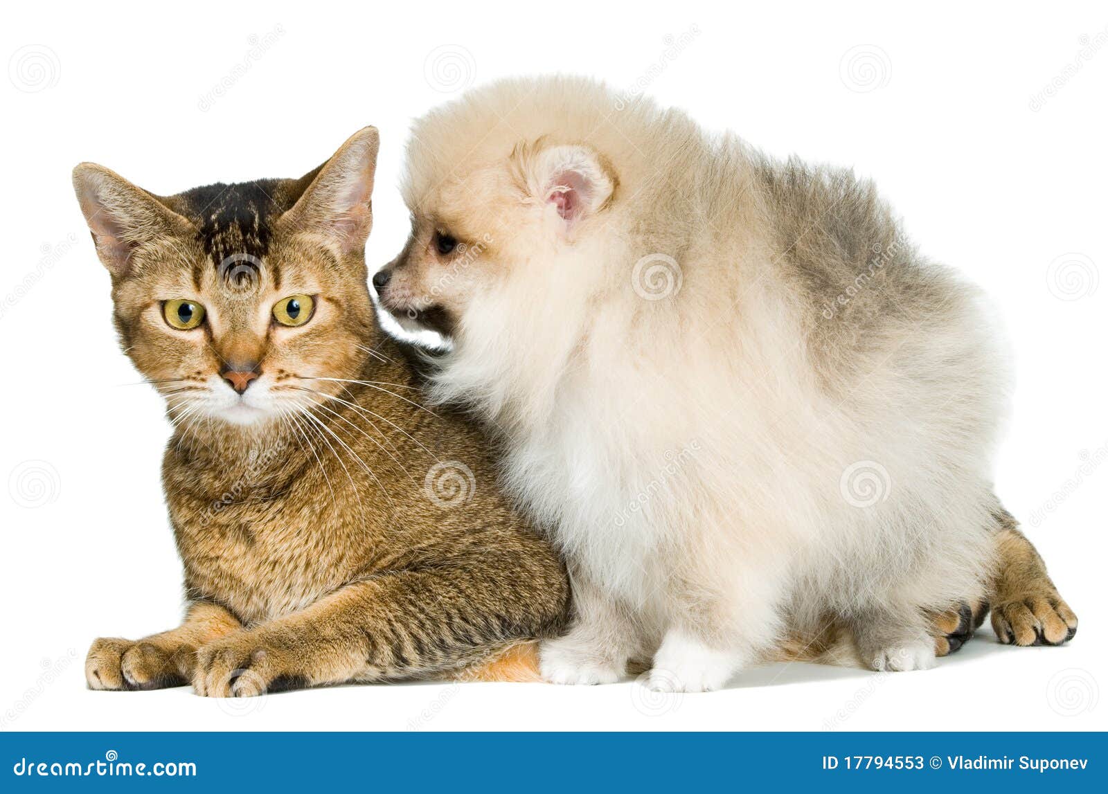 Cat and the Puppy of the Spitz-dog Stock Image - Image of humor, cute ...
