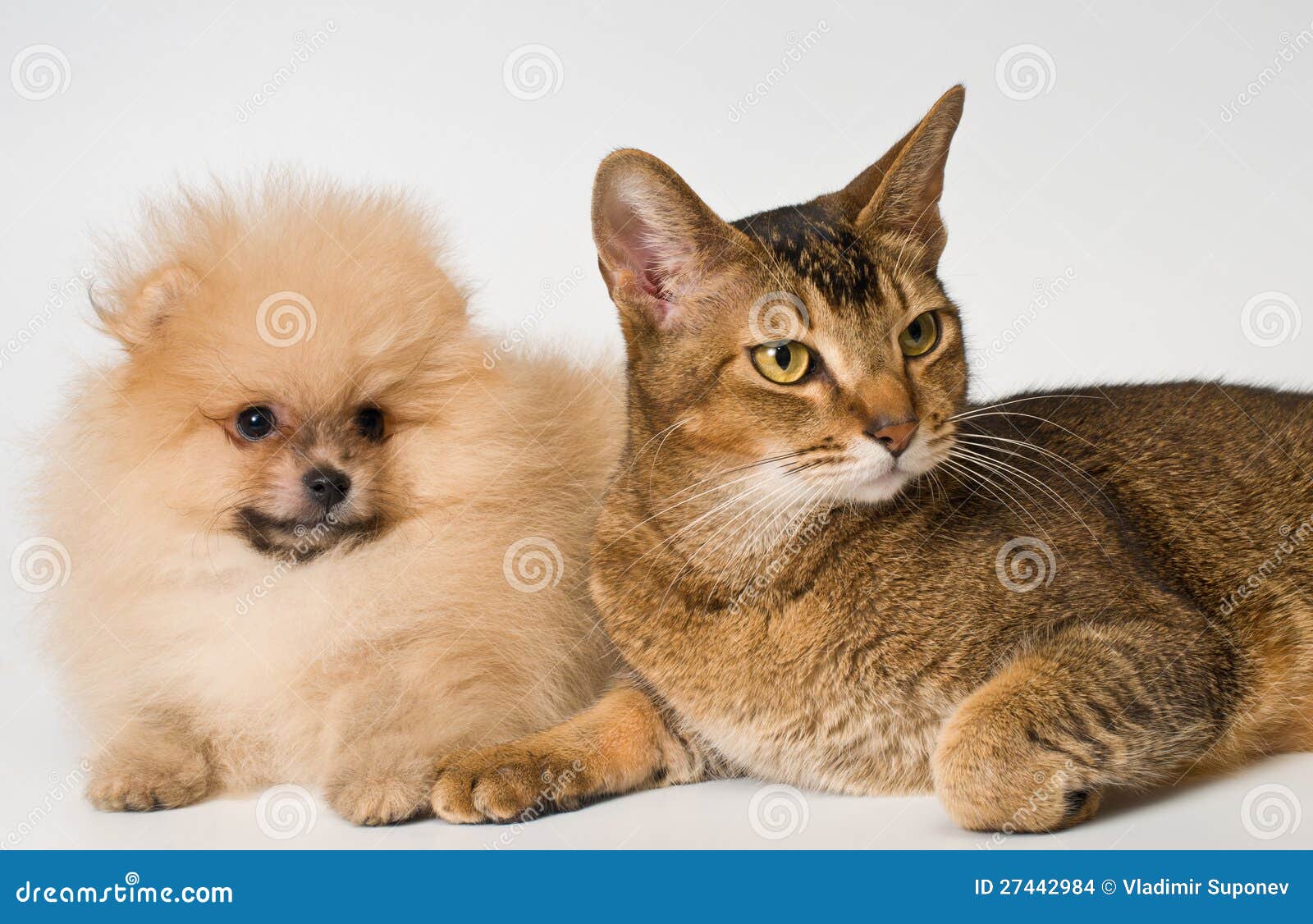 Cat and the Puppy of the Spitz-dog Stock Photo - Image of pomeranian ...