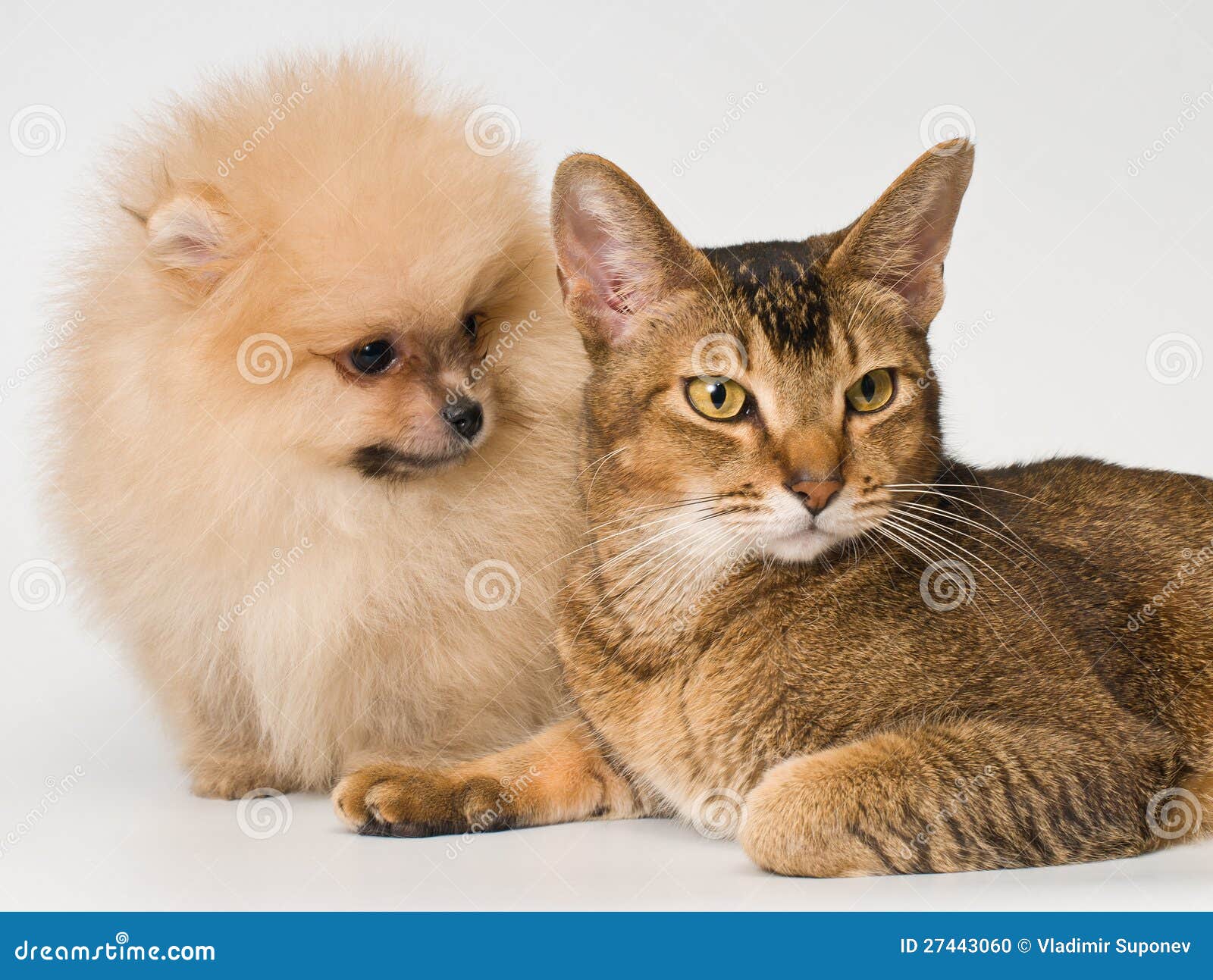 Cat and the Puppy of the Spitz-dog Stock Photo - Image of face, life ...
