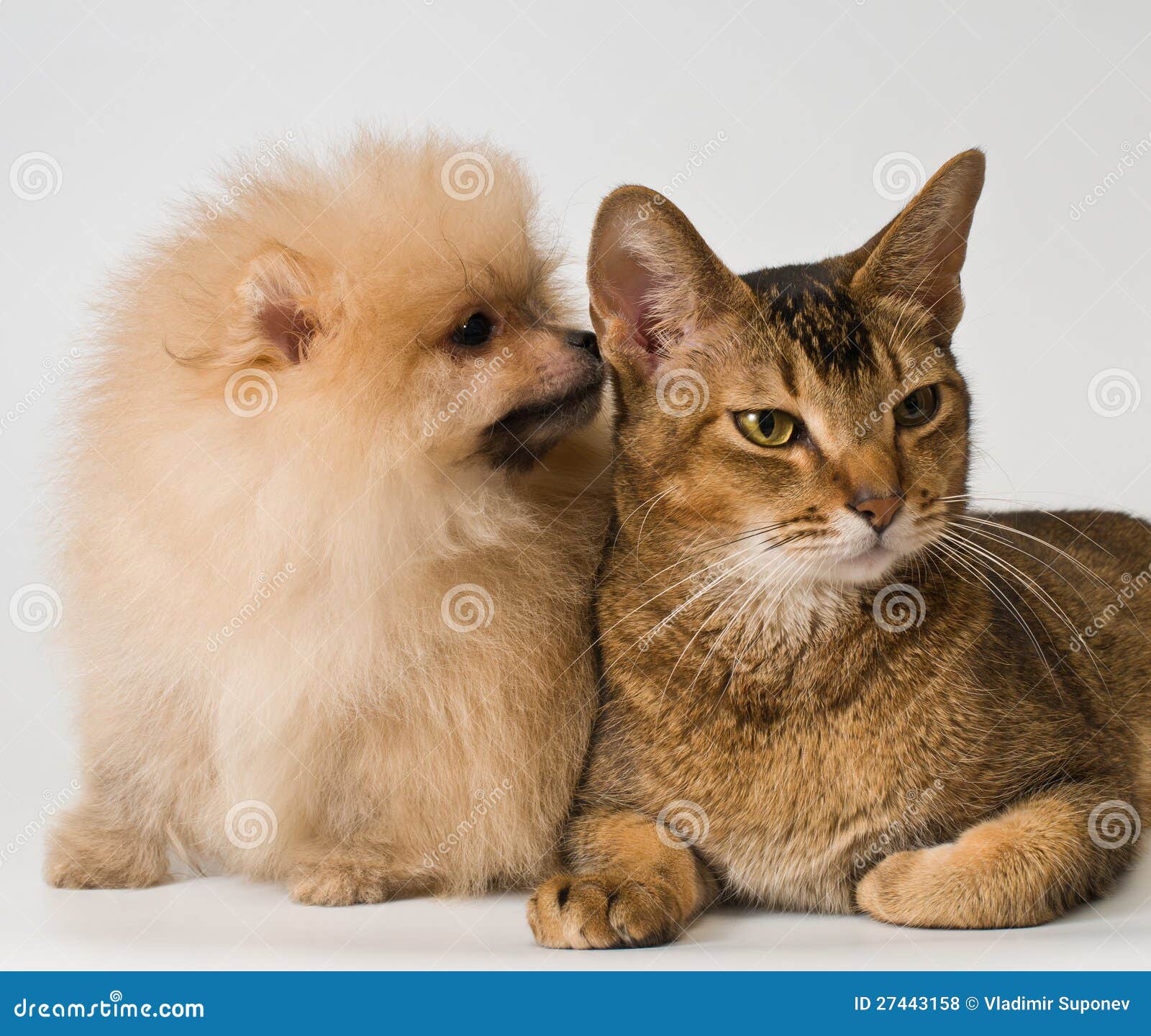 Cat and the Puppy of the Spitz-dog Stock Photo - Image of neutral, pets ...