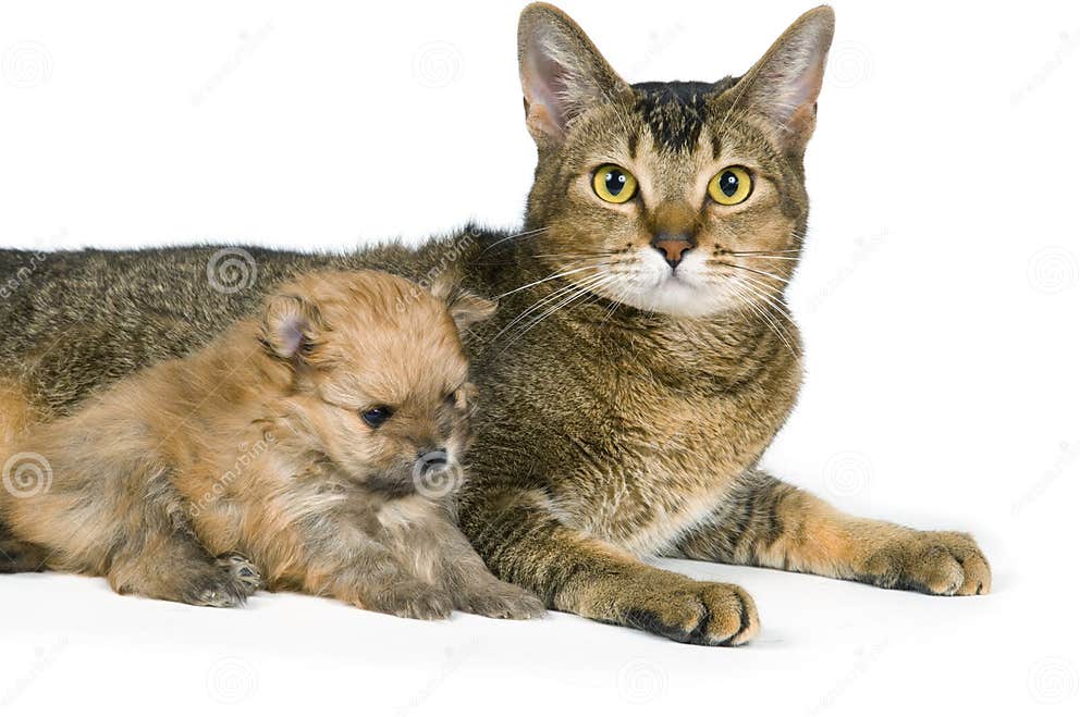 Cat and the Puppy of the Spitz-dog Stock Photo - Image of head ...