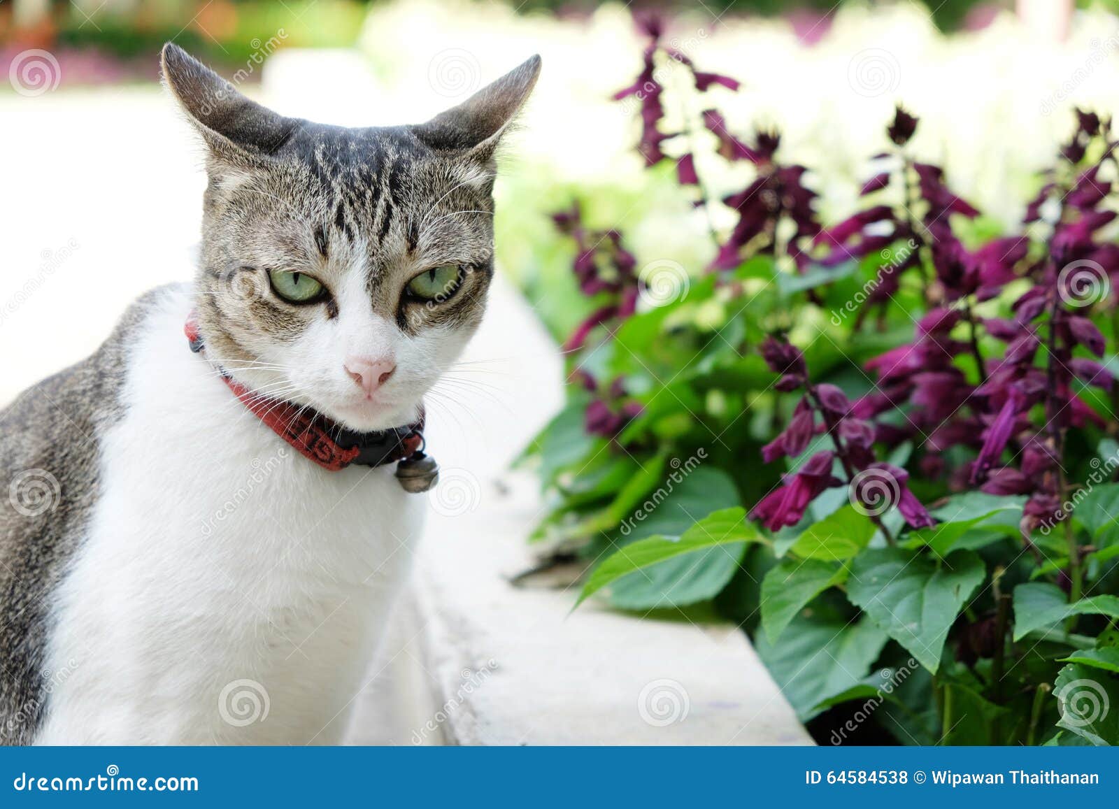 Cat and purple flower stock photo. Image of outdoors - 64584538