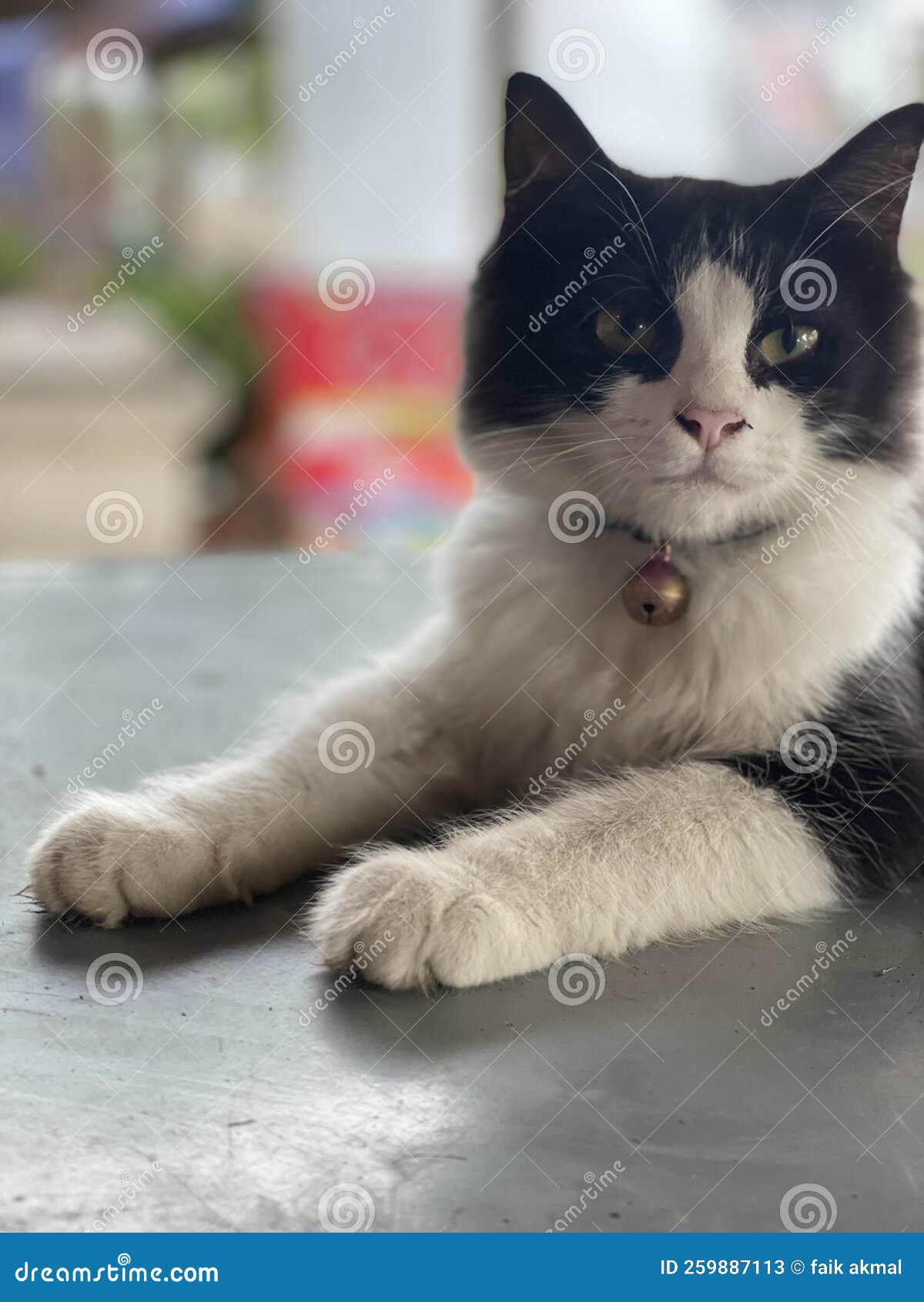 Cat stock image. Image of angola, cats, puss, meong - 259887113