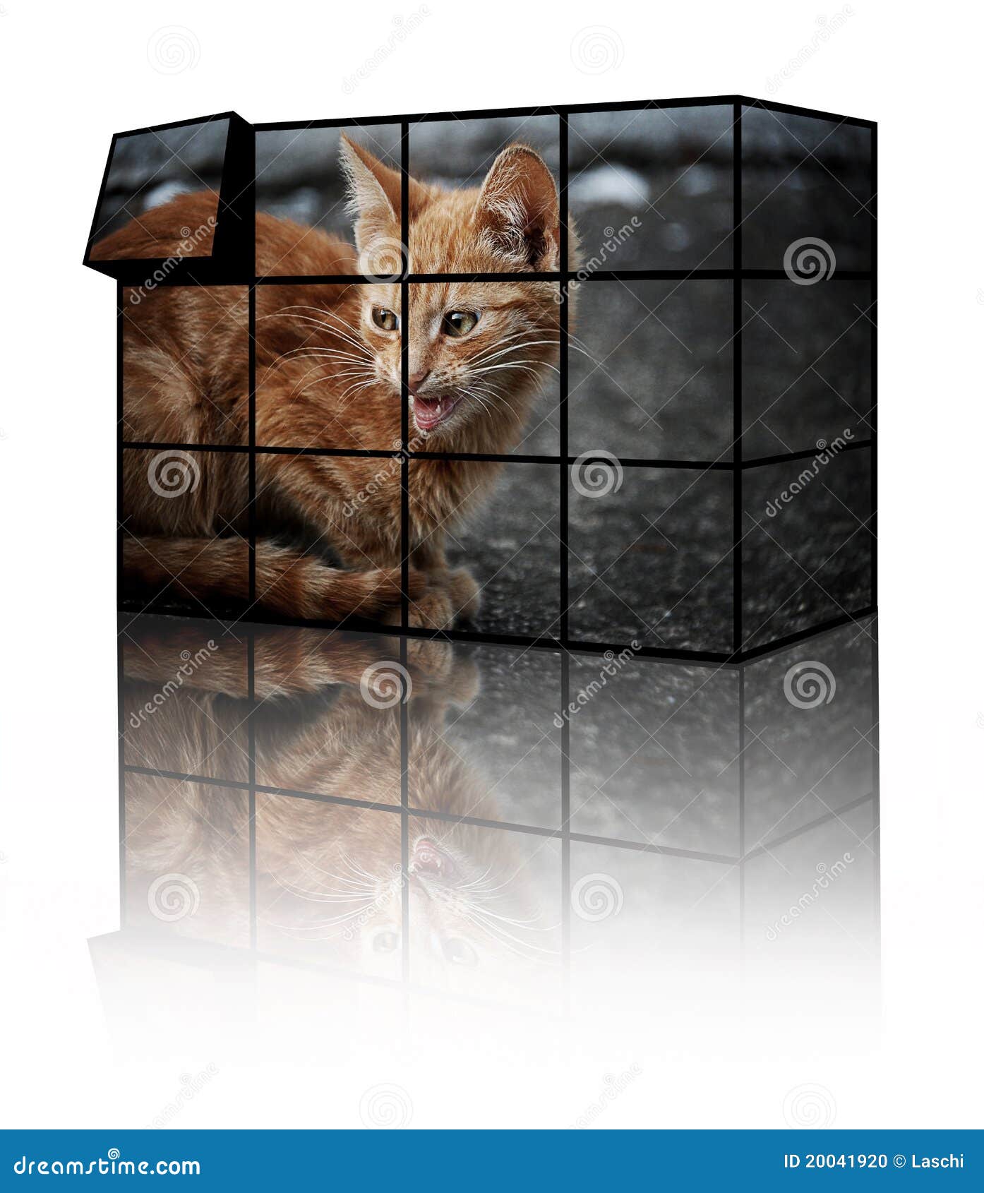 Cat puzzle stock photo. Image of reflection, kitten, orange - 20041920