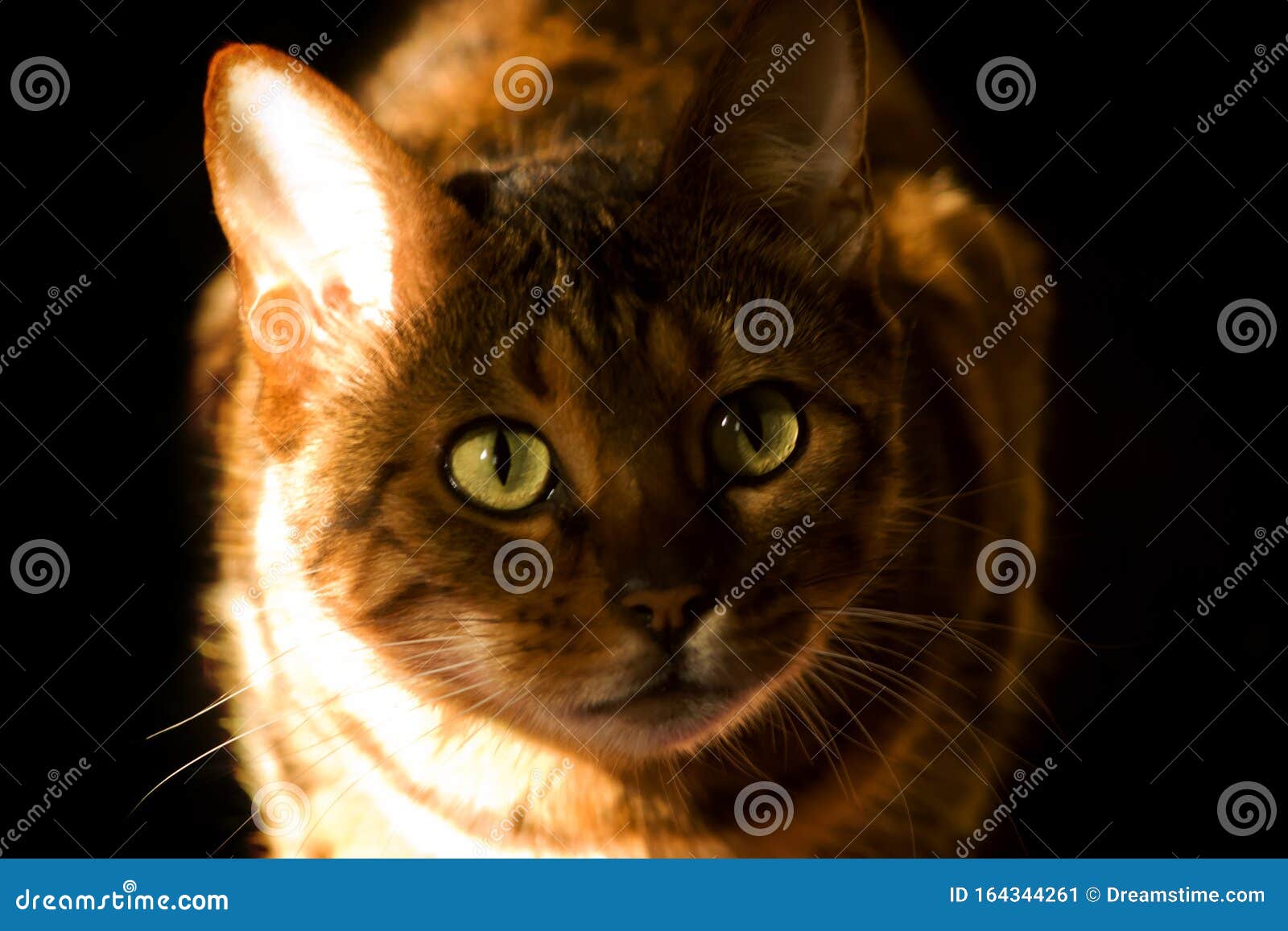 Cat with a Questioning Look on a Black Background Stock Image - Image ...