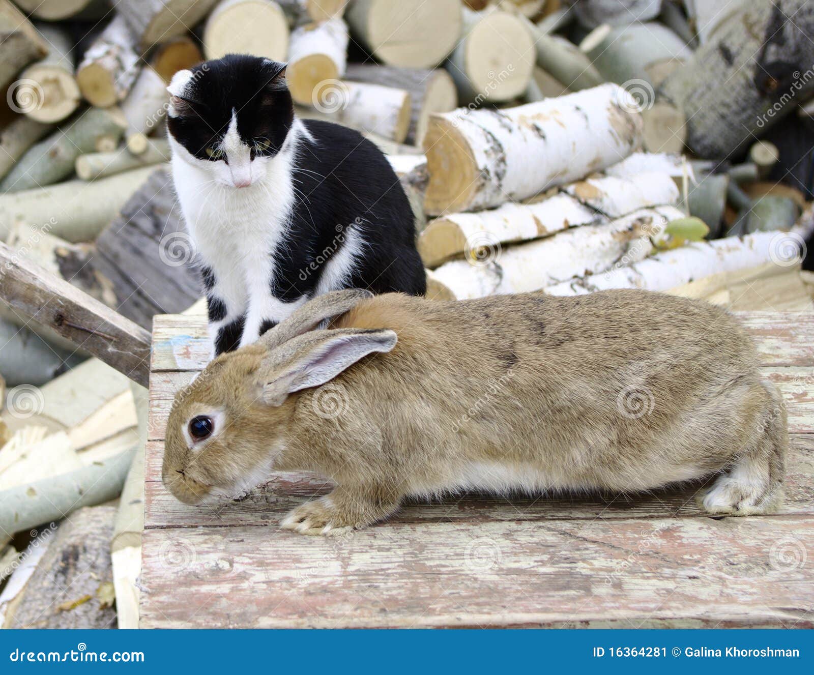 Cat and rabbit stock image. Image of communication, mammal - 16364281