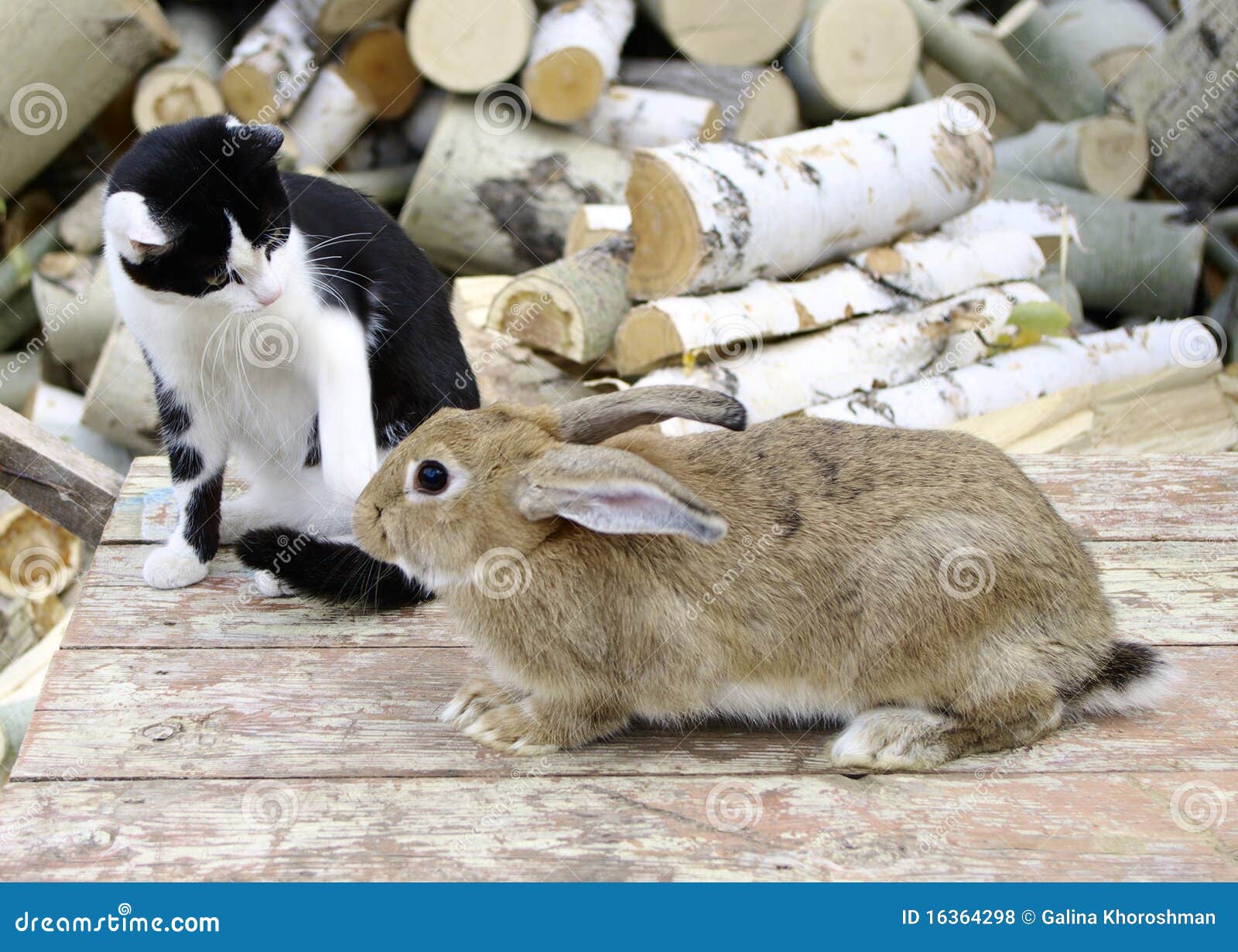 Cat and rabbit stock photo. Image of communication, patchy - 16364298