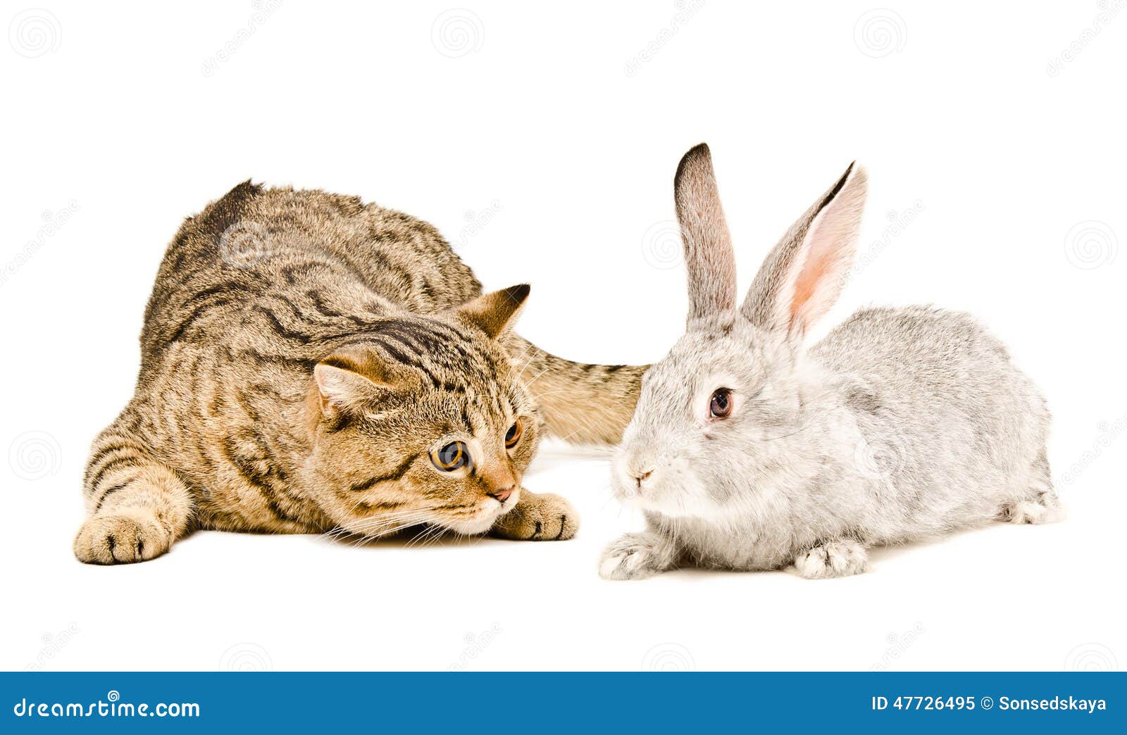 Cat and rabbit stock image. Image of full, friends, british - 47726495