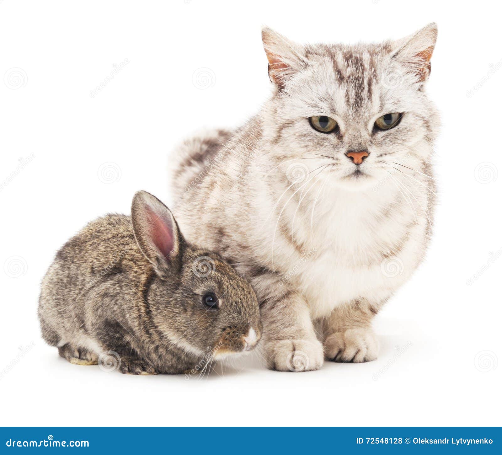 Cat and rabbit. stock photo. Image of playful, feline - 72548128