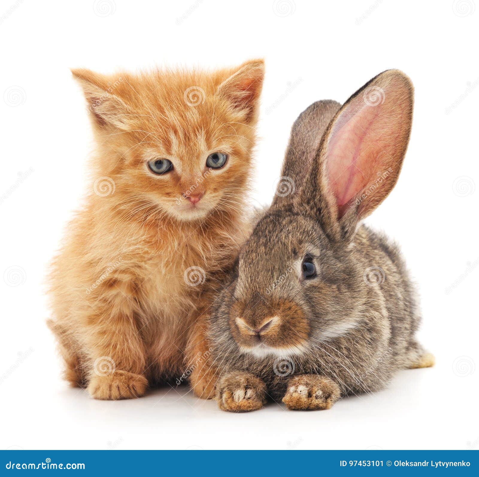 Cat and rabbit. stock image. Image of small, ears, shot - 97453101