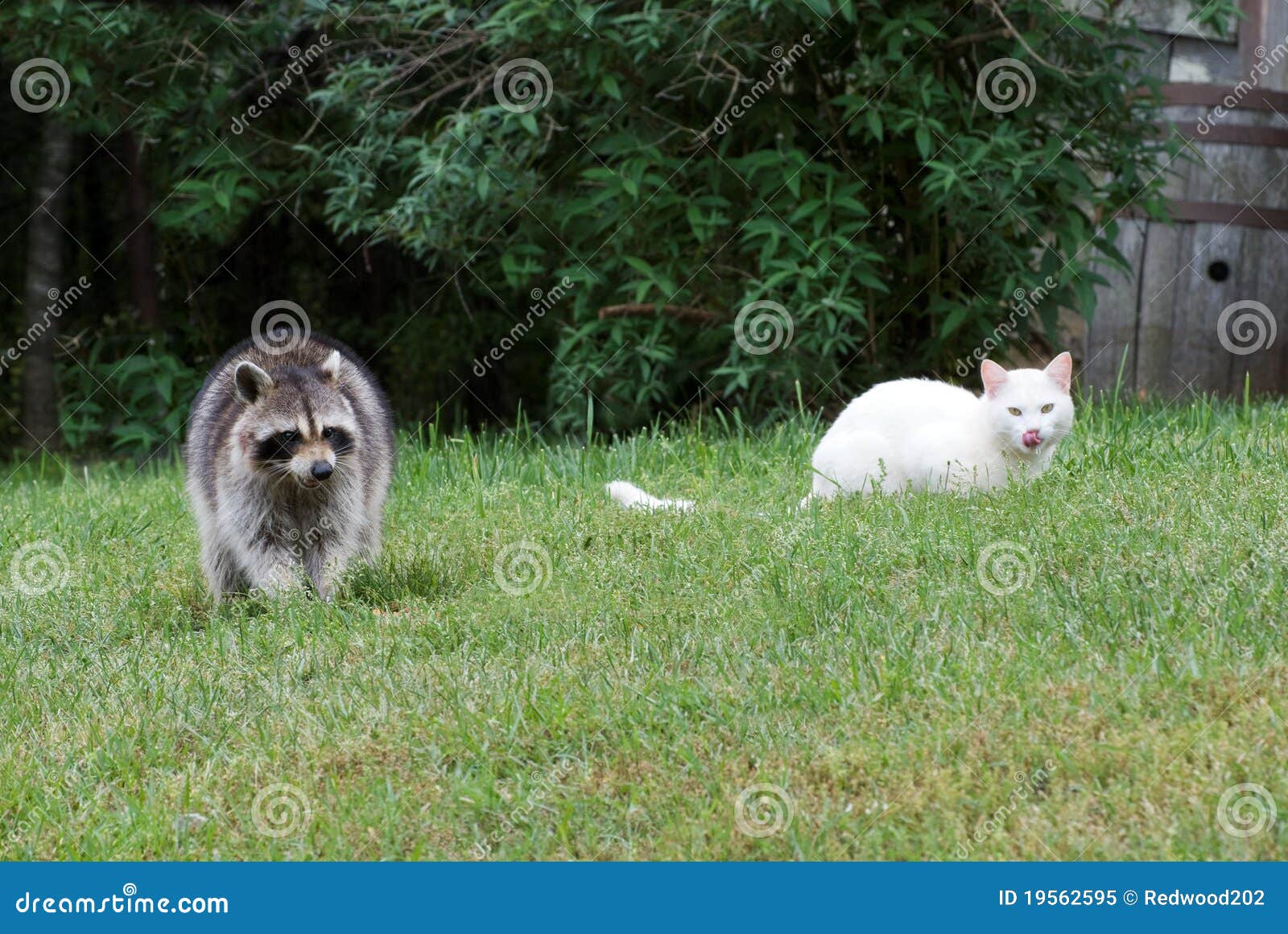 Cat and Raccoon stock image. Image of carnivore, animal - 19562595