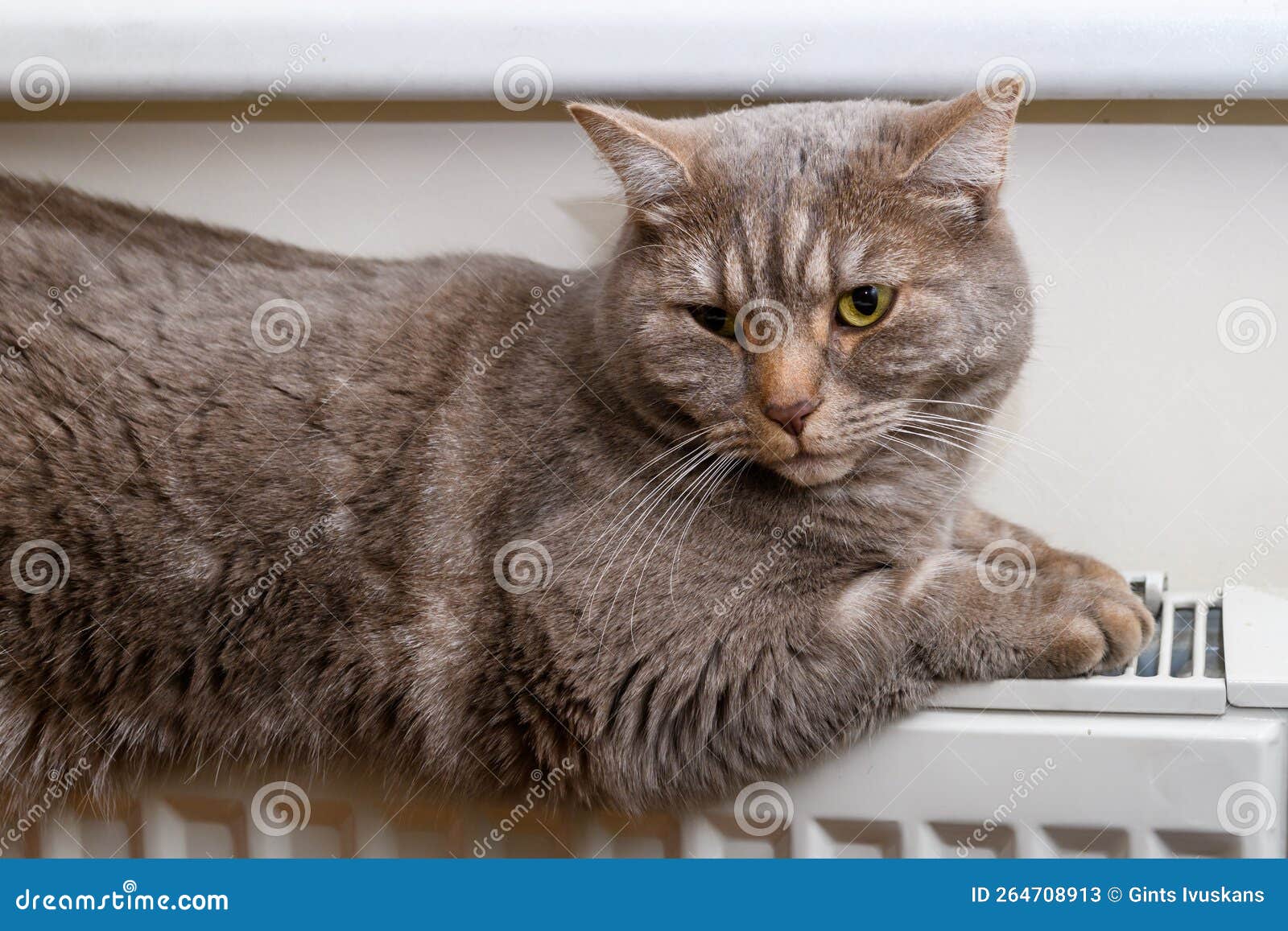 Cat on radiator stock image. Image of lovely, cold, radiator - 264708913