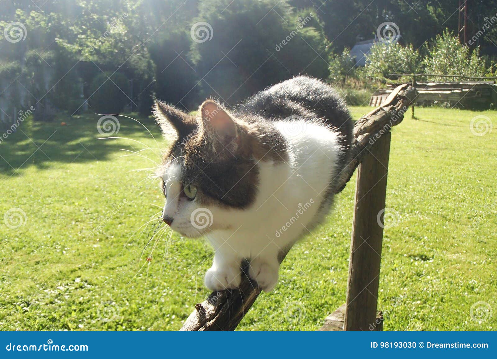 Cat on the railing stock photo. Image of animal, walk - 98193030