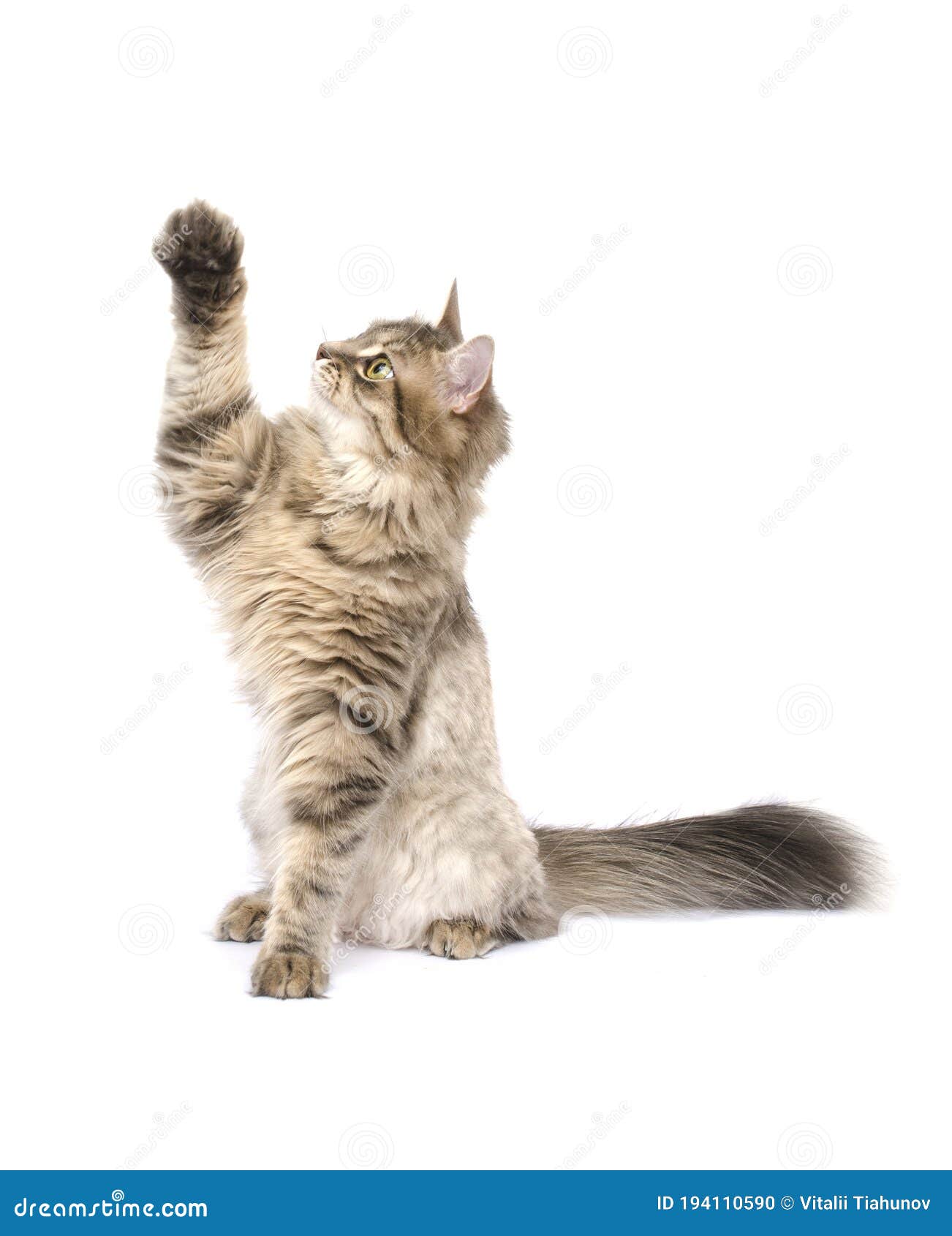 The Cat Raised Its Paw Up, Isolated Stock Photo - Image of frisky ...