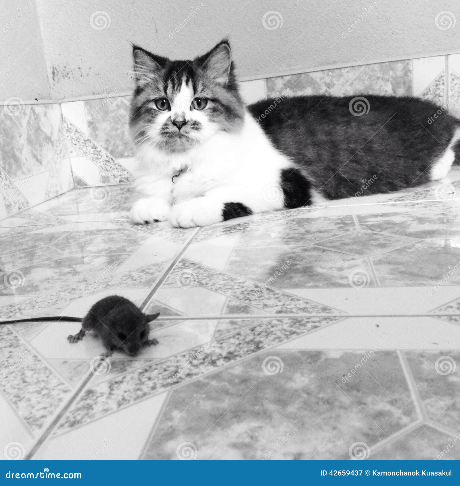 Cat and rat stock image. Image of black, kitten, animal - 42659437