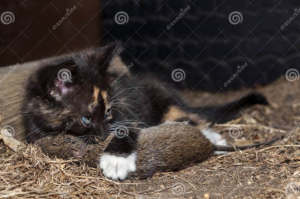 Cat with rat stock image. Image of mouse, kitten, mouser - 40876539