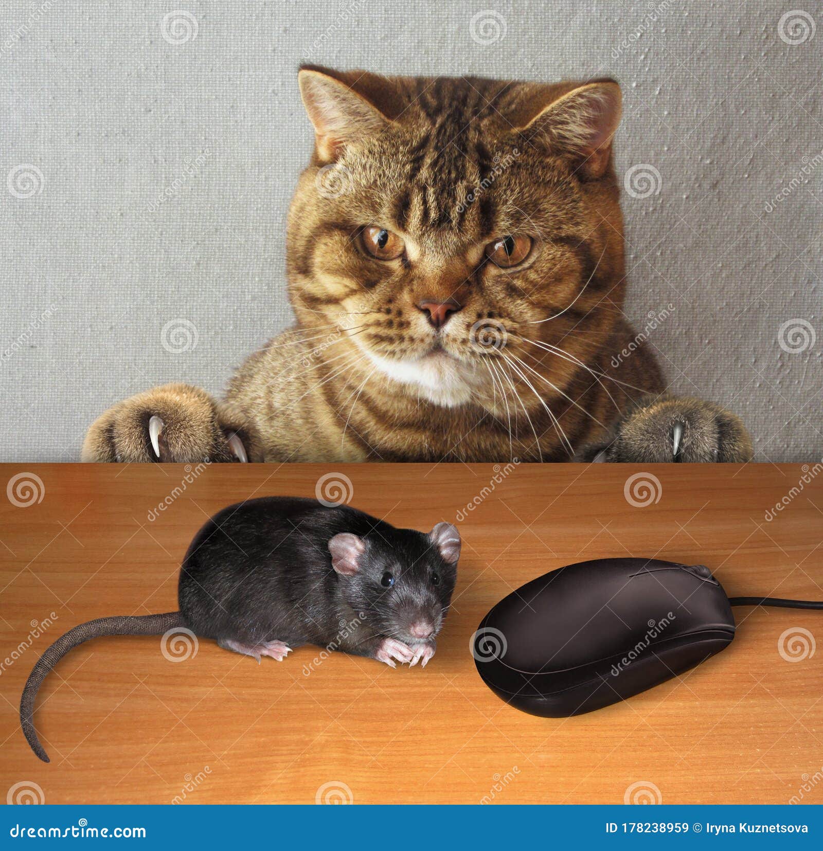 Cat with Rat and Computer Mouse Stock Image - Image of fantasy ...