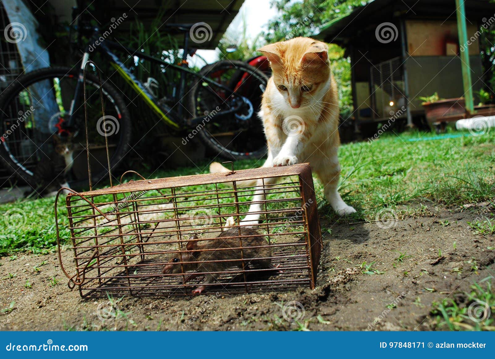 Cat and rat stock image. Image of nature, gear, animal - 97848171