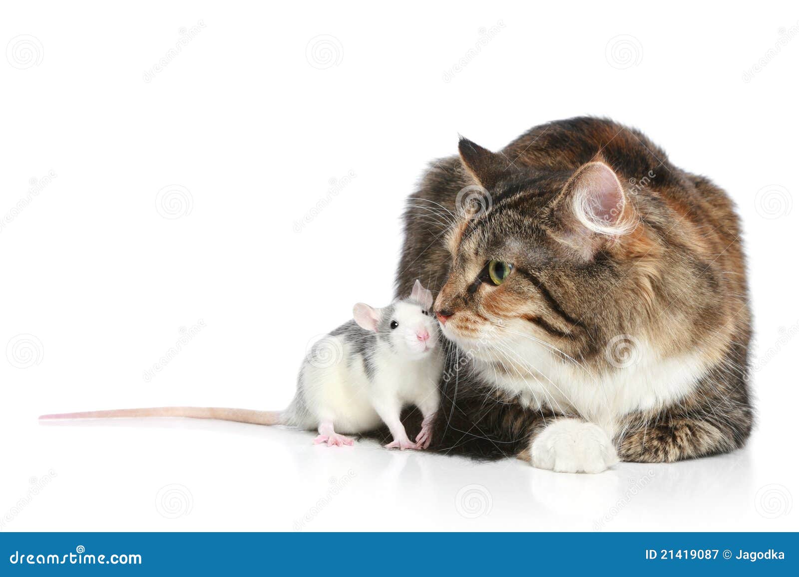 Cat and rats resting stock image. Image of creature, decorative - 21419087