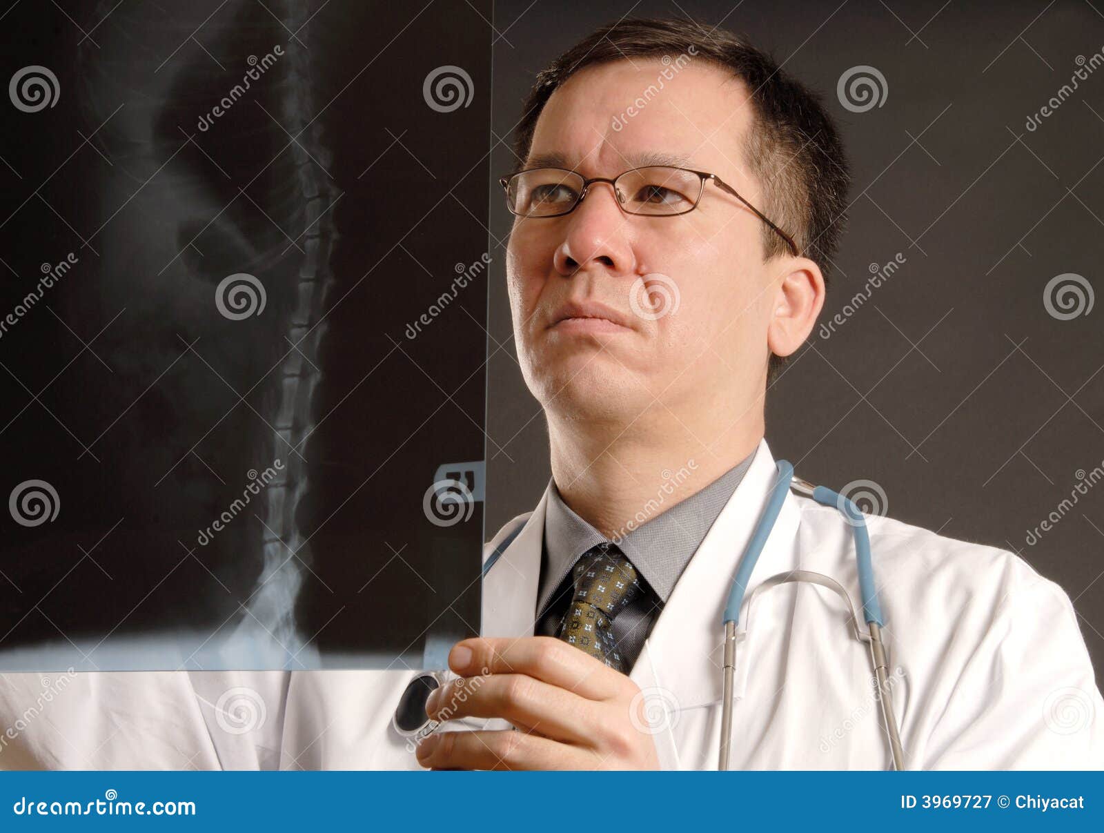 Cat X-ray stock image. Image of clinic, skeleton, animal - 3969727