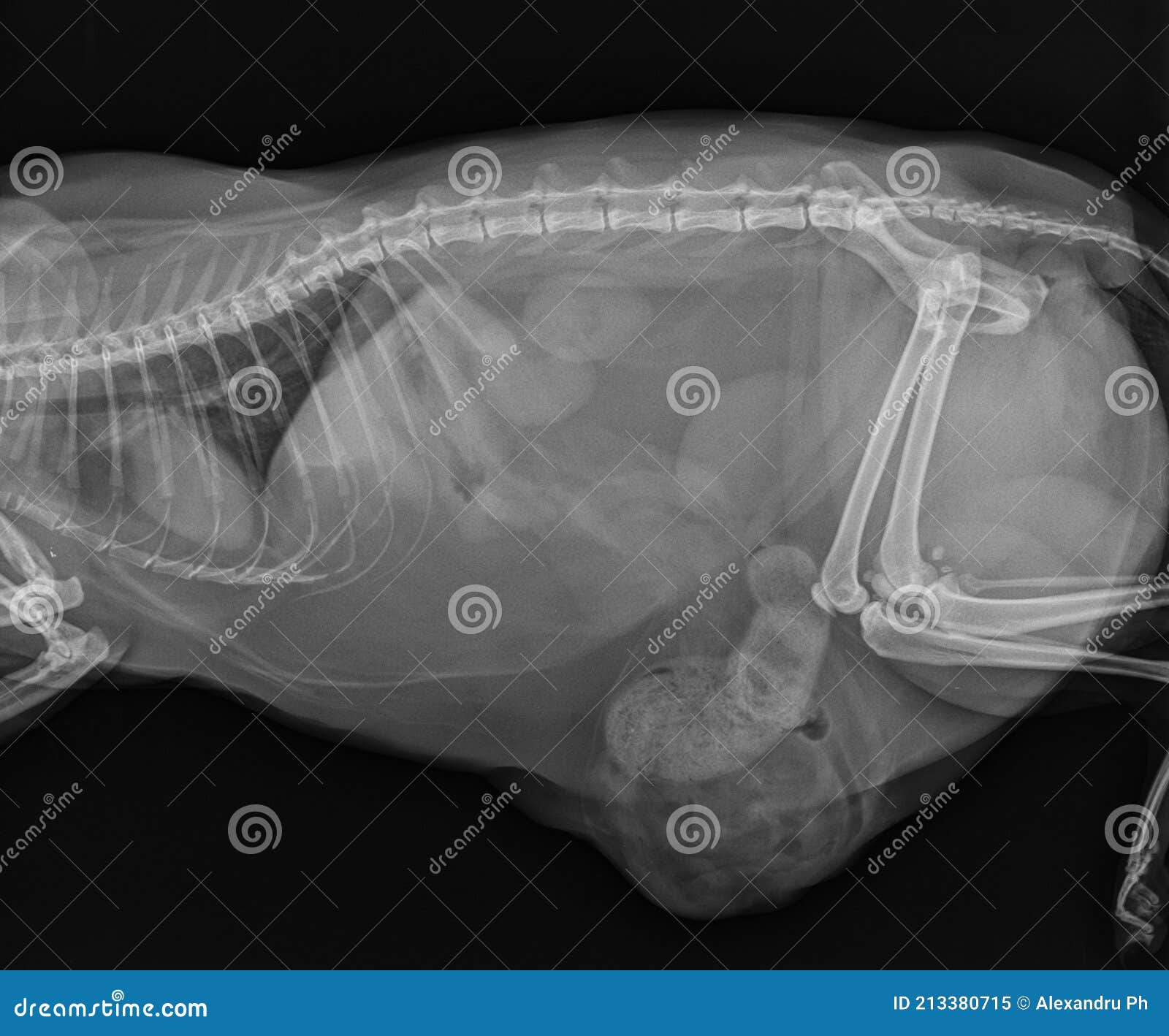 Cat X Ray Herniation of the Intestins through Abdominal Wall Defect ...