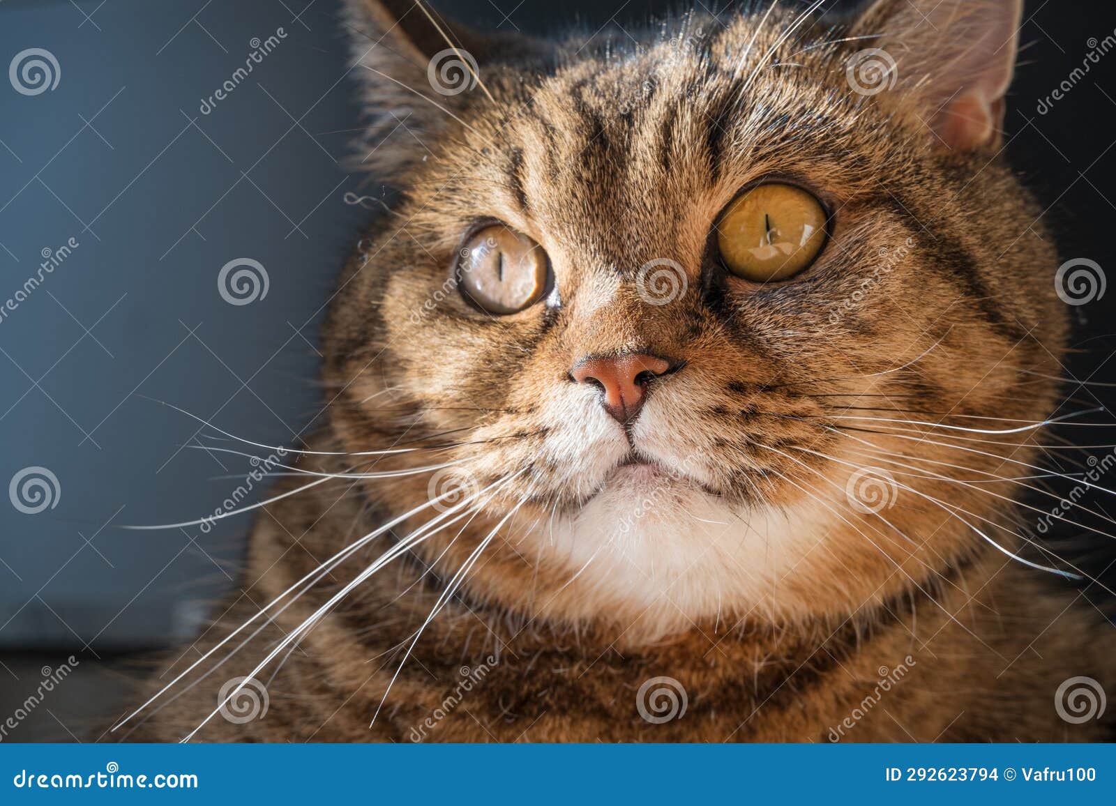 Cat with Rays from the Sun Close-up. Stock Photo - Image of cute ...